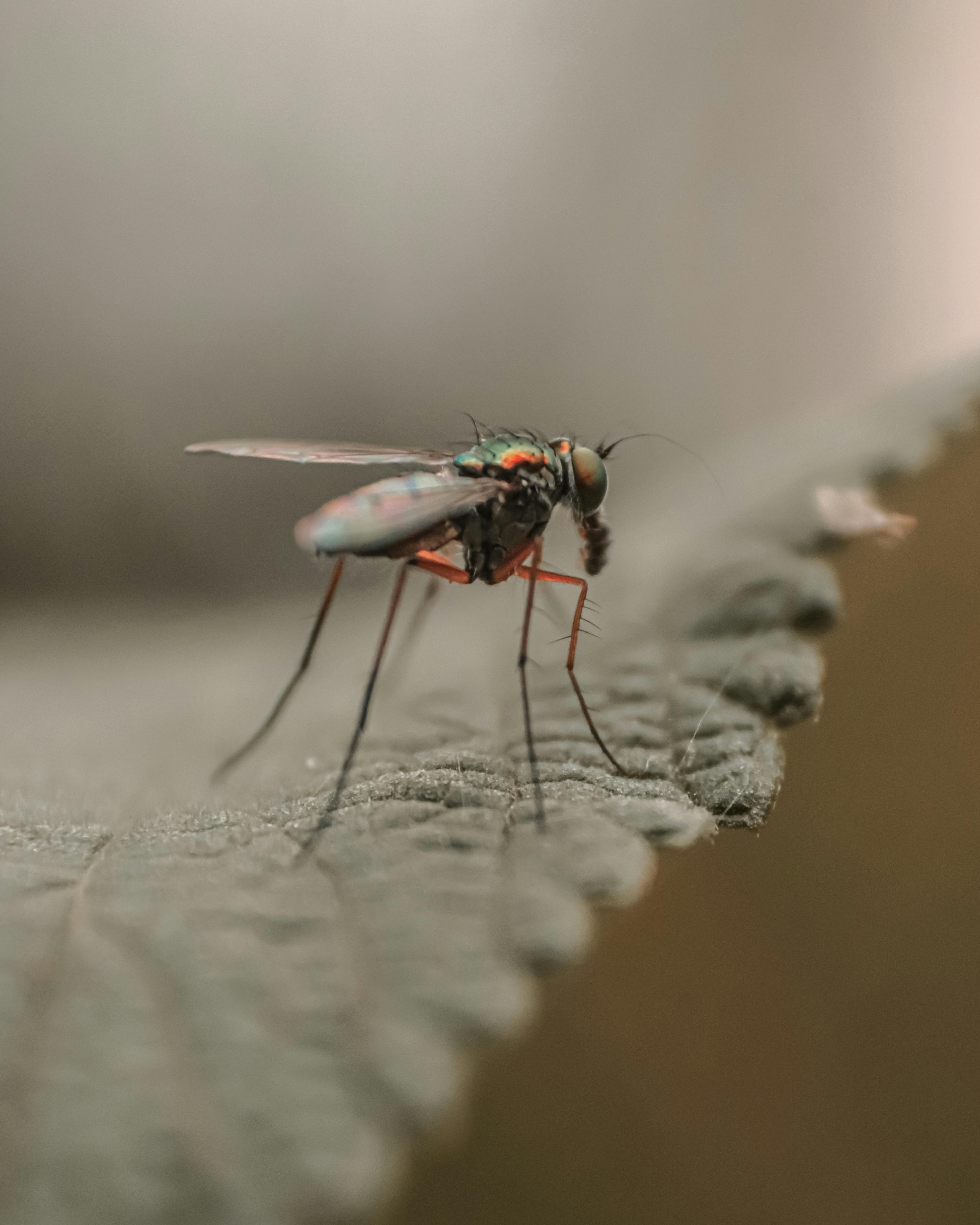Butterfly Flying around Flowers · Free Stock Photo