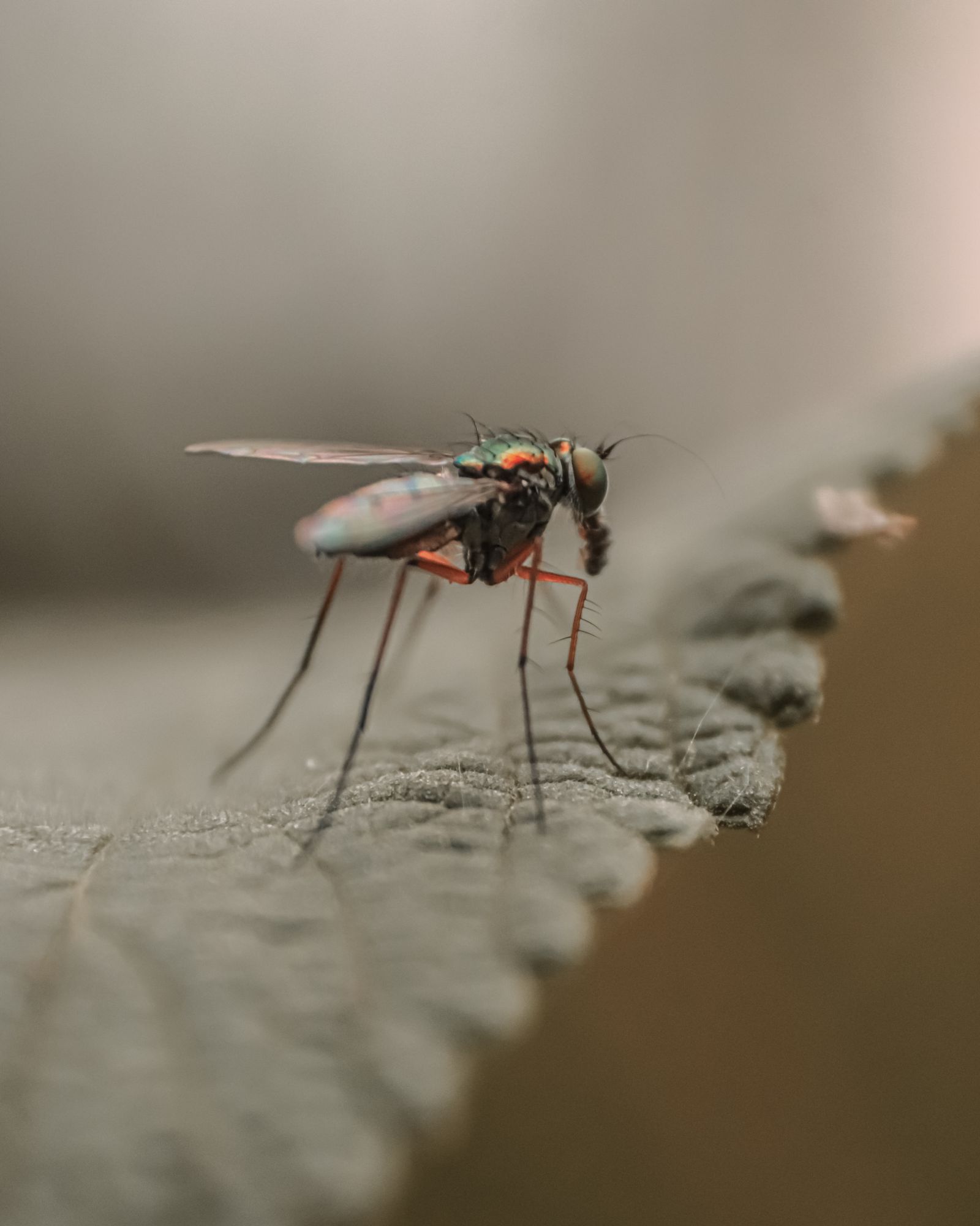 Fly Photos, Download The BEST Free Fly Stock Photos & HD Images