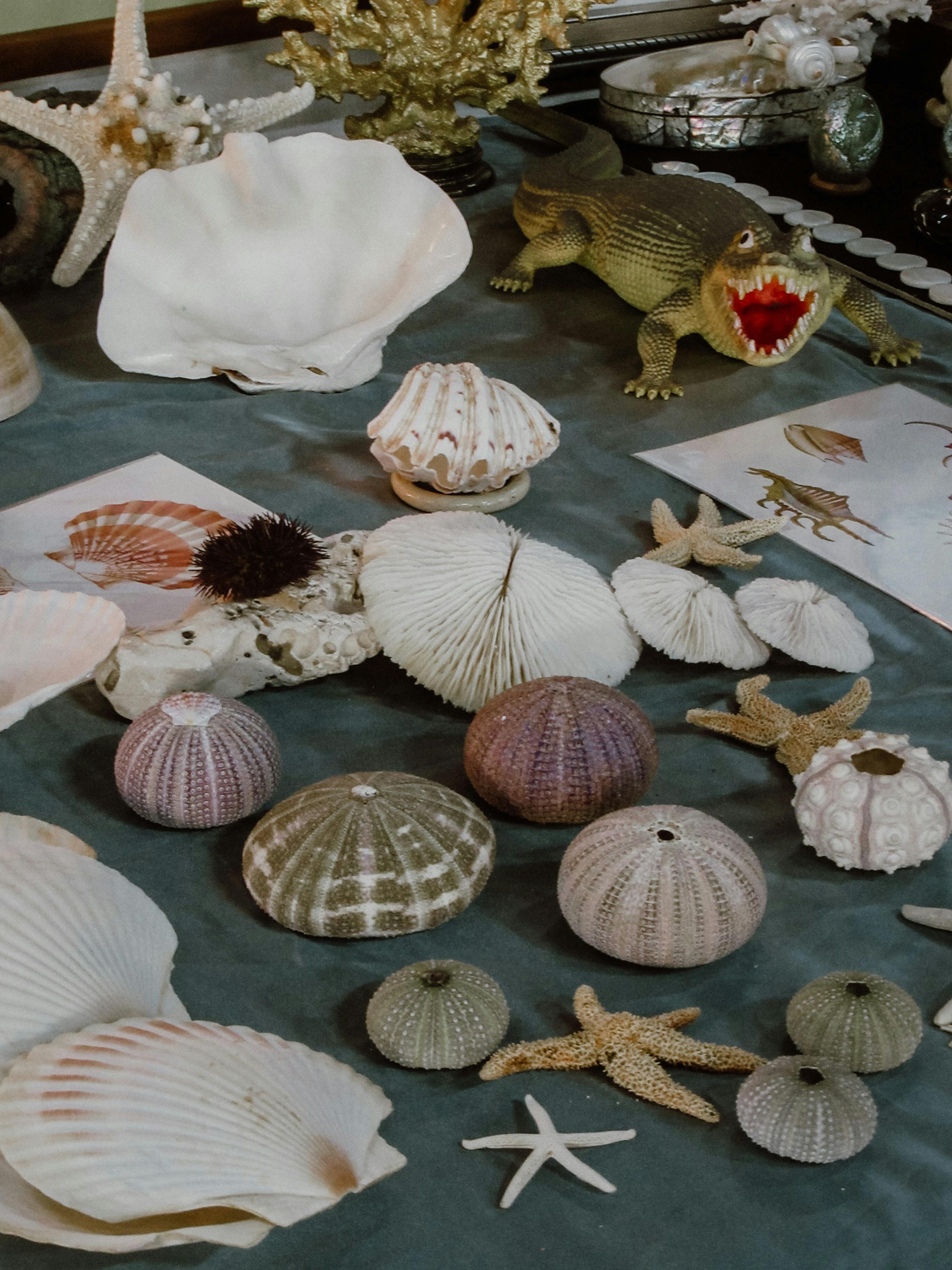Assorted-color Seashells · Free Stock Photo