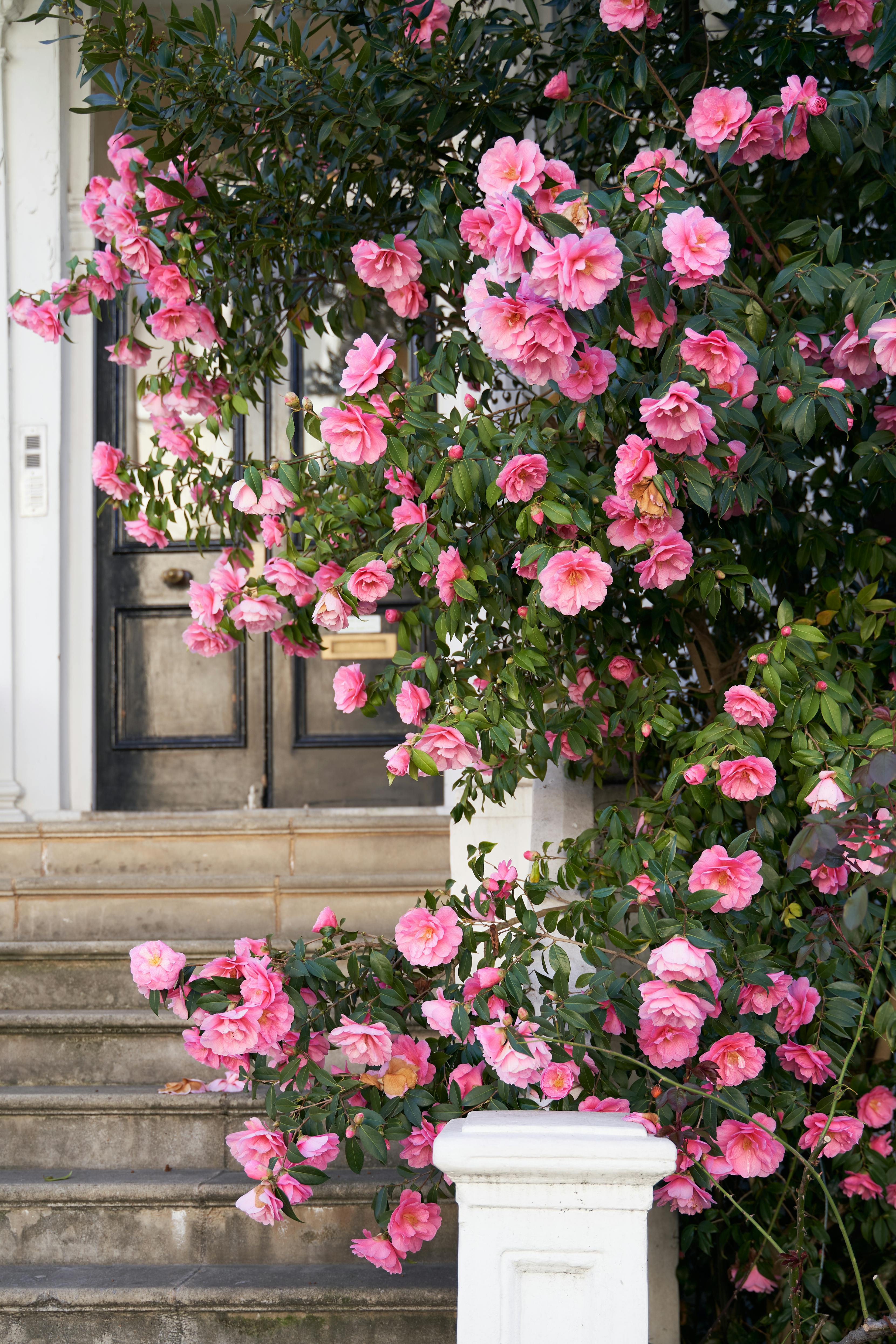 Elegant Pink Garden Roses in a Pot · Free Stock Photo
