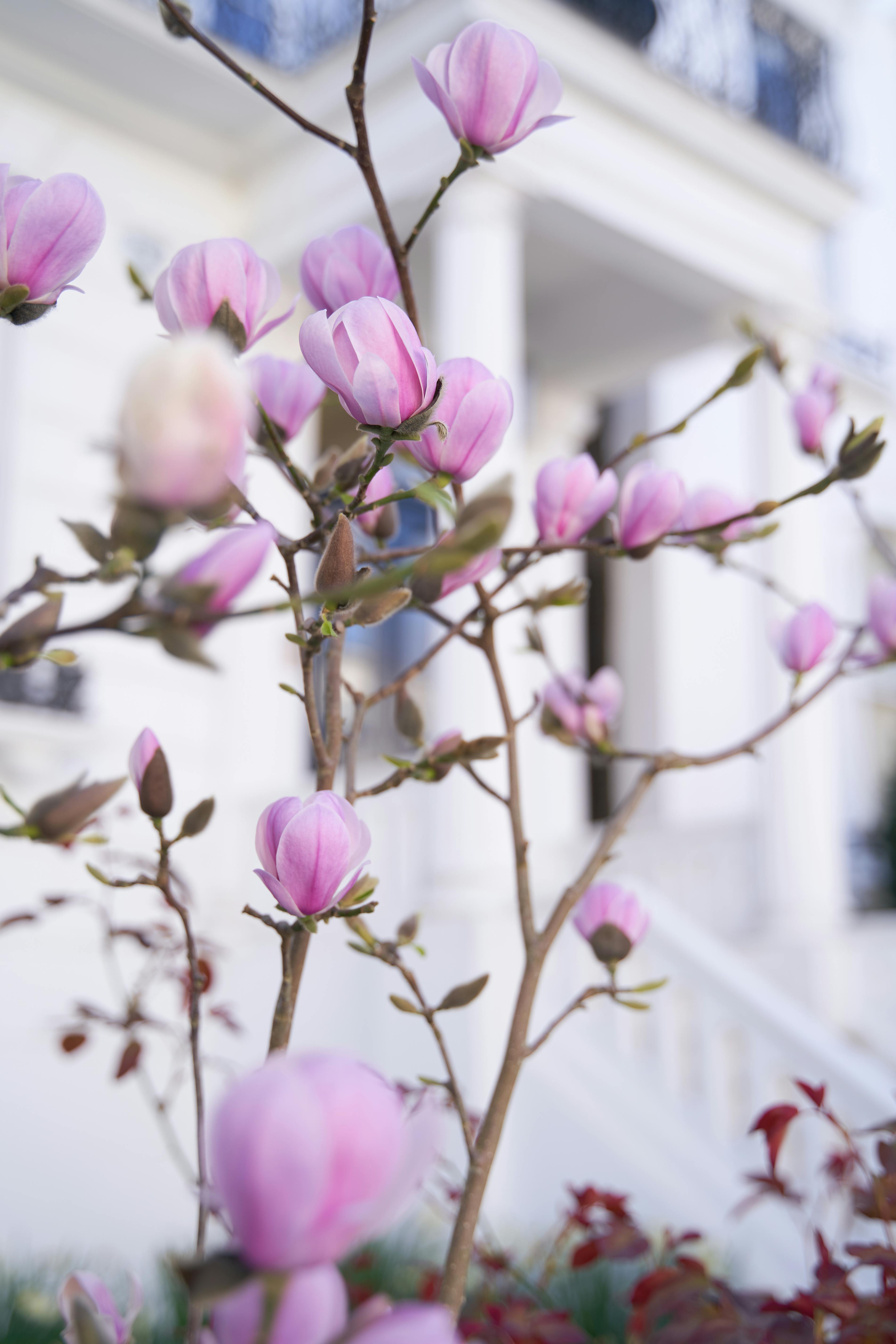 Magnolias in Bloom · Free Stock Photo