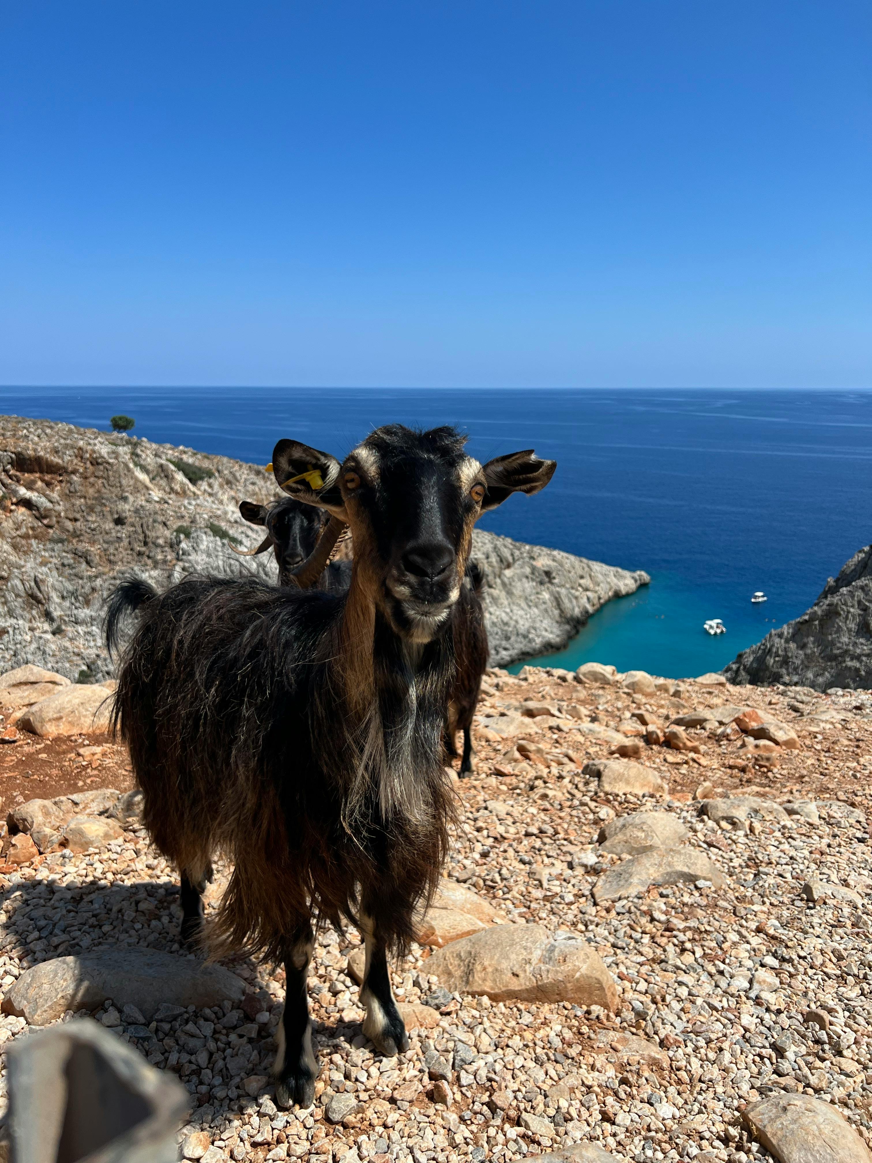 Goats on the Cliff · Free Stock Photo