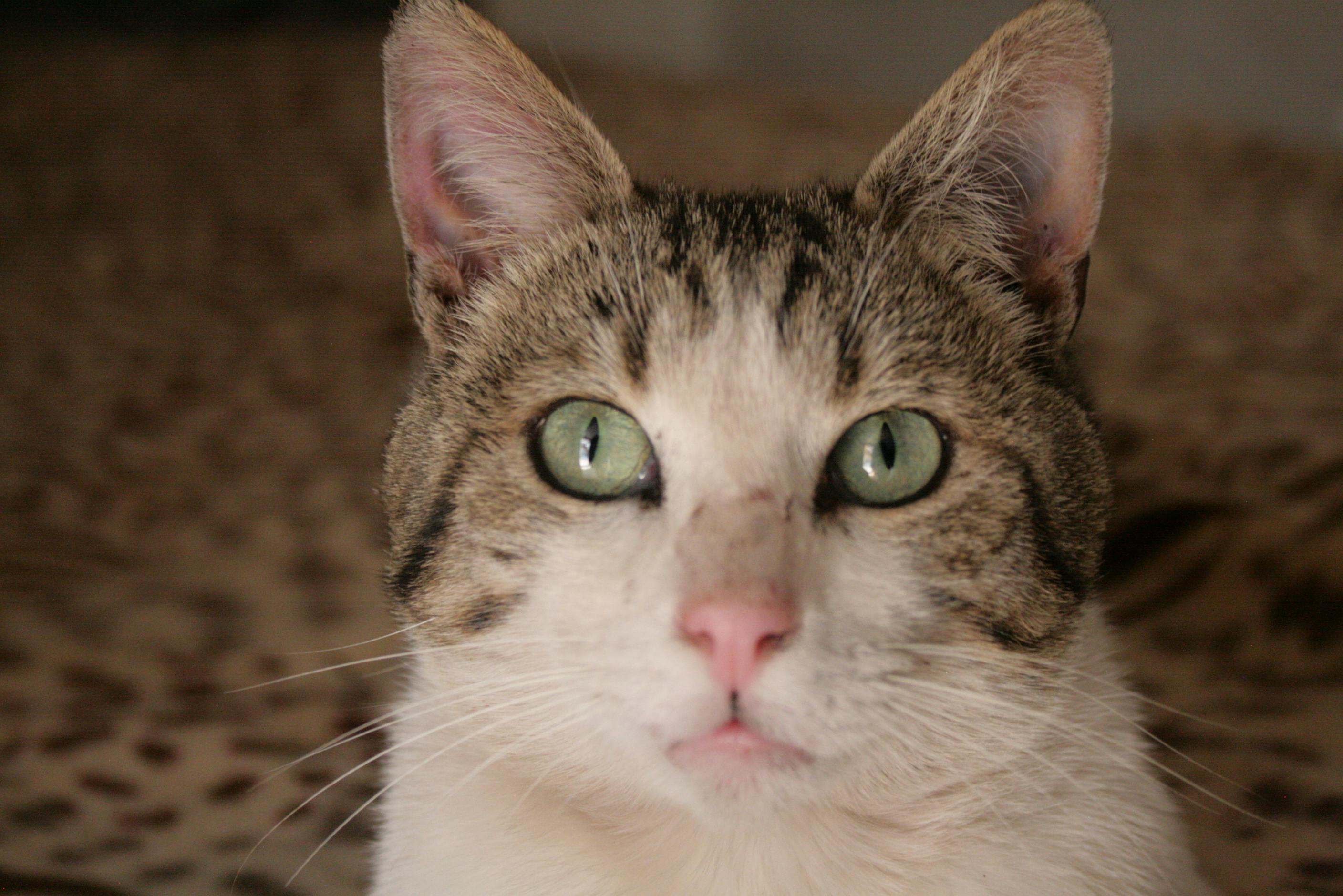 Dark Photo of a Man Standing against a Waterfall · Free Stock Photo