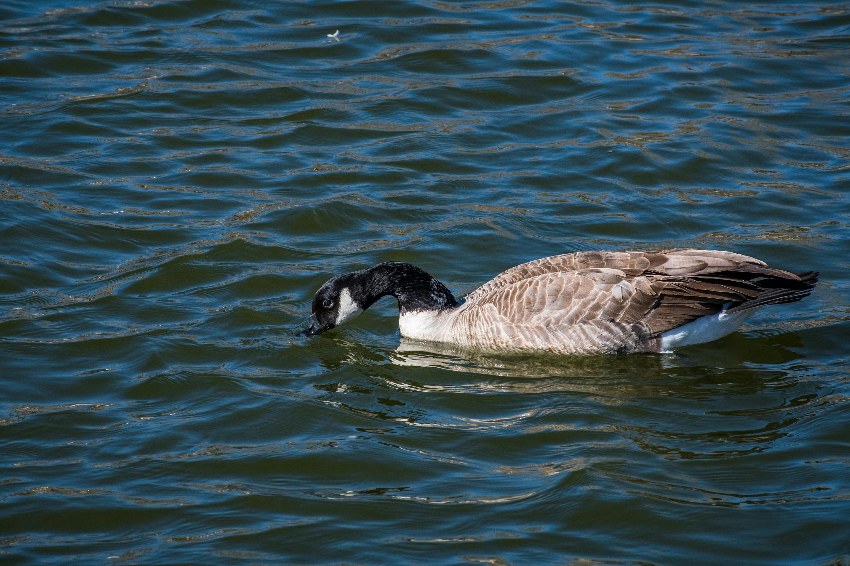 A Canada Goose on the Water · Free Stock Photo