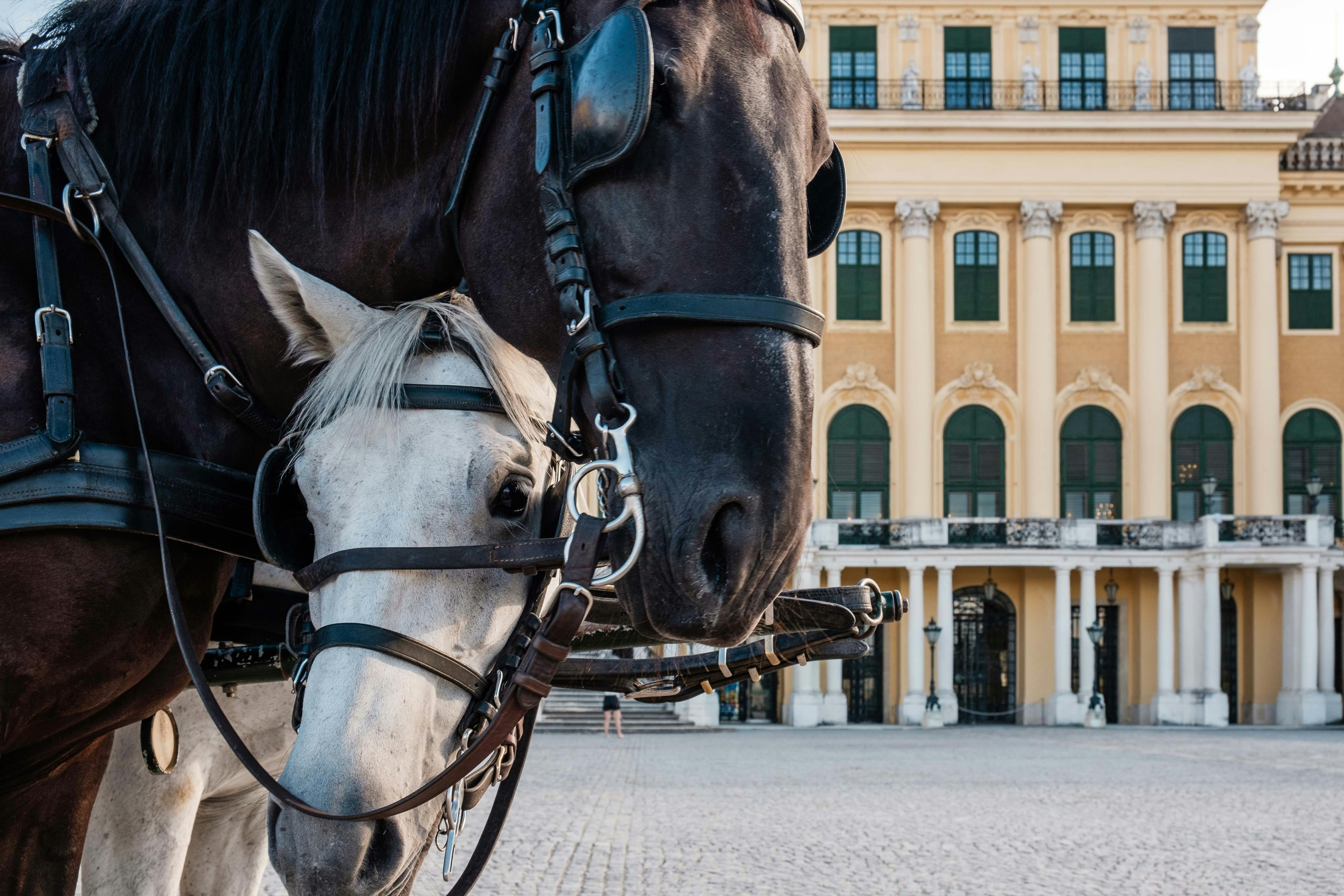 Horses Standing on Tow Square · Free Stock Photo