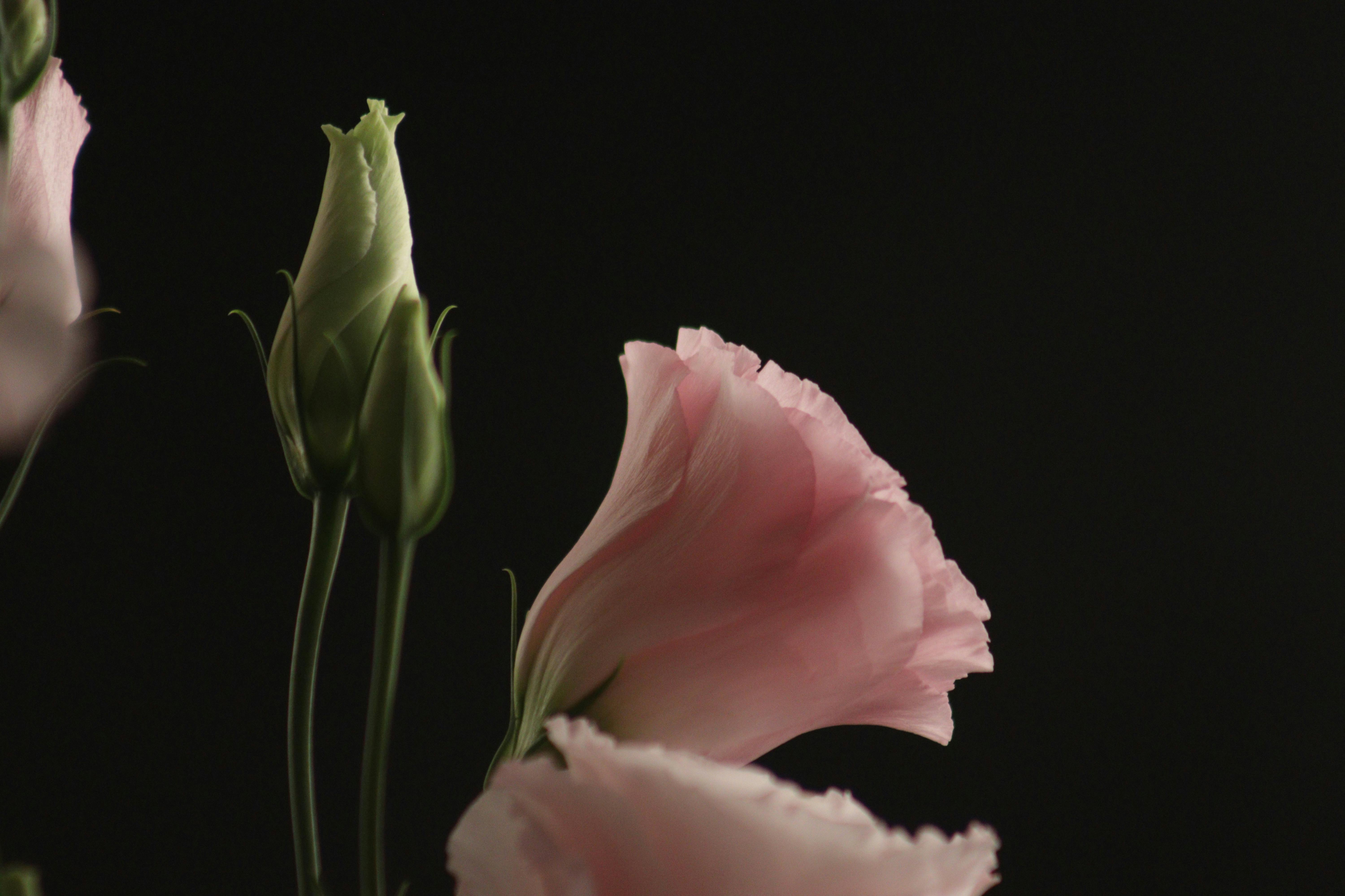 Plant Growth Photos, Download The BEST Free Plant Growth Stock Photos ...