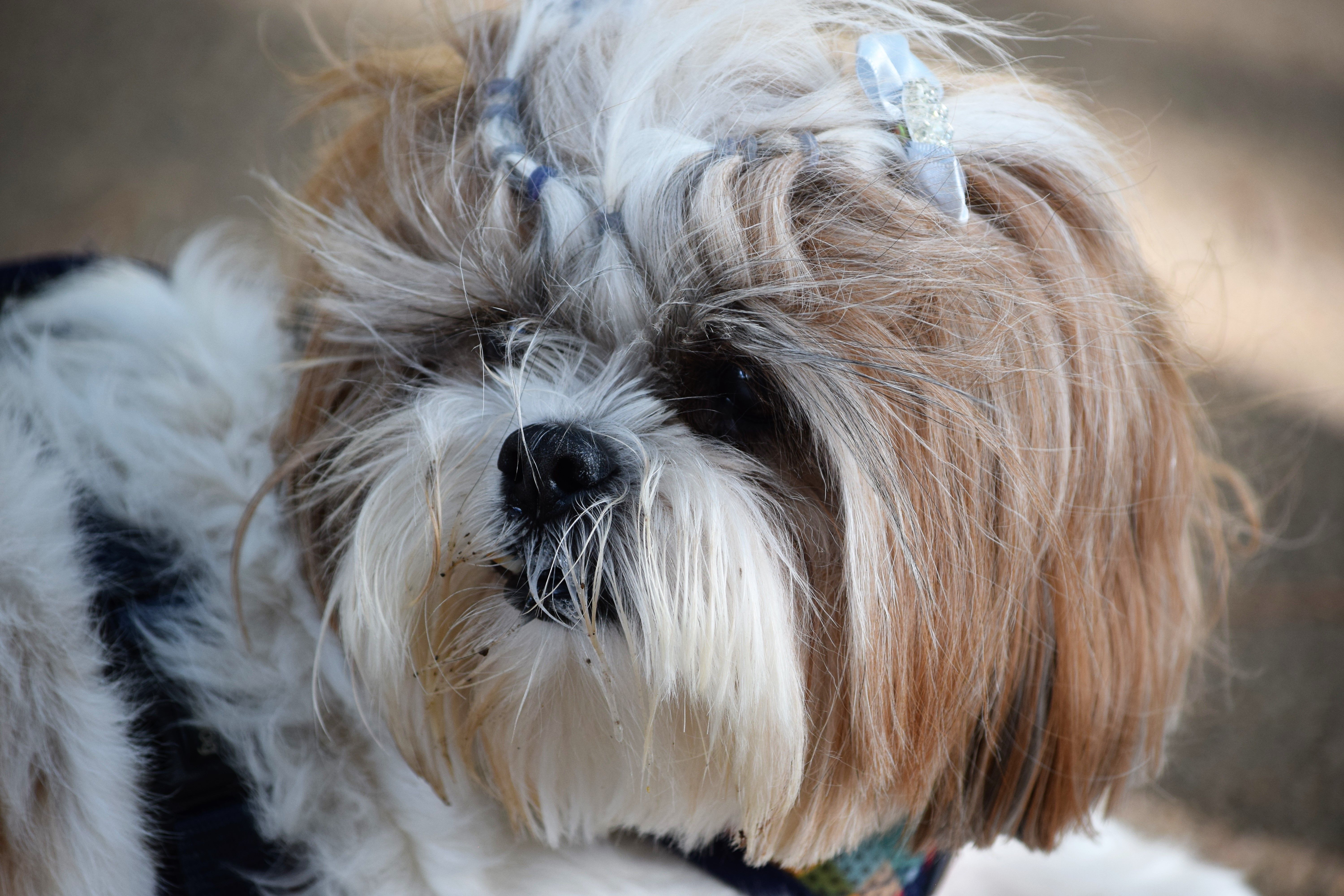 Dog in Close Up Photography · Free Stock Photo