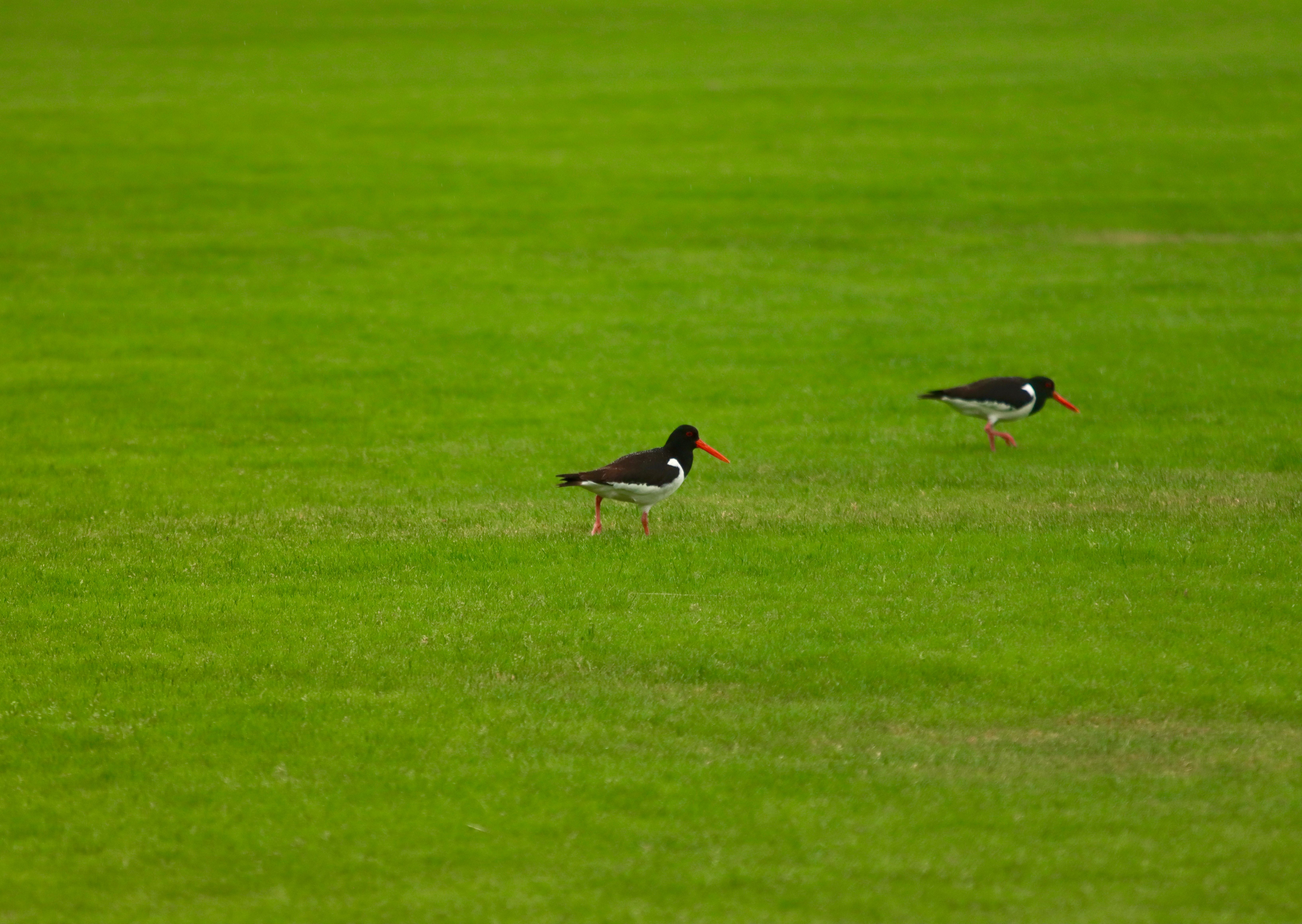 Birds on Green Grass · Free Stock Photo