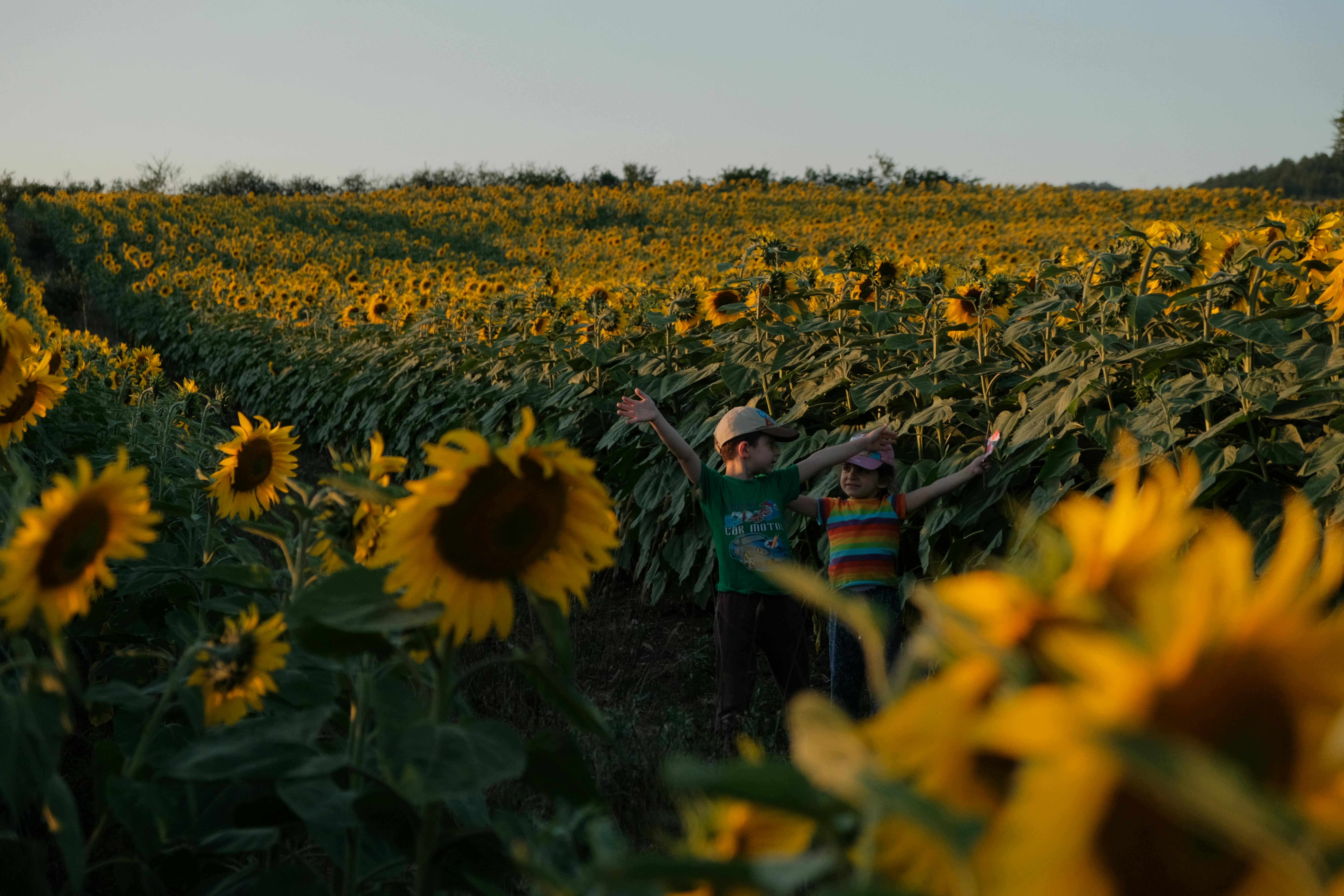 Sunflower Boy Photos, Download The BEST Free Sunflower Boy Stock Photos & HD Images