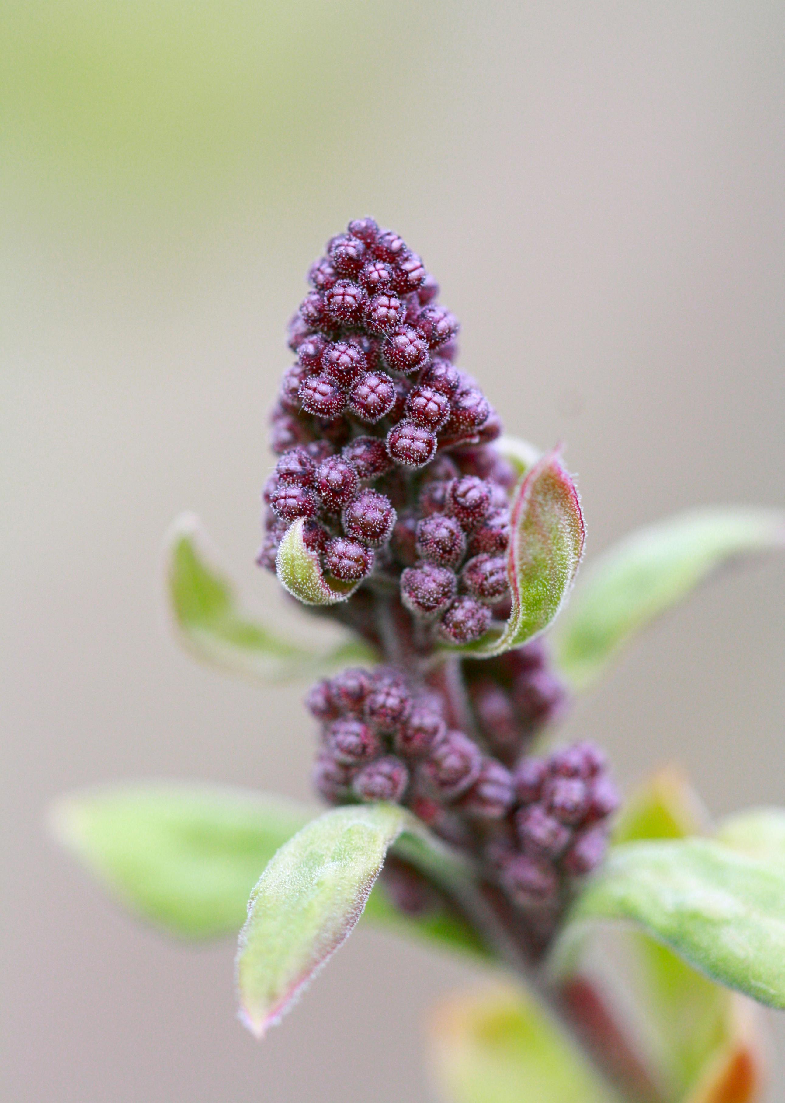 Close up of a Sumac · Free Stock Photo
