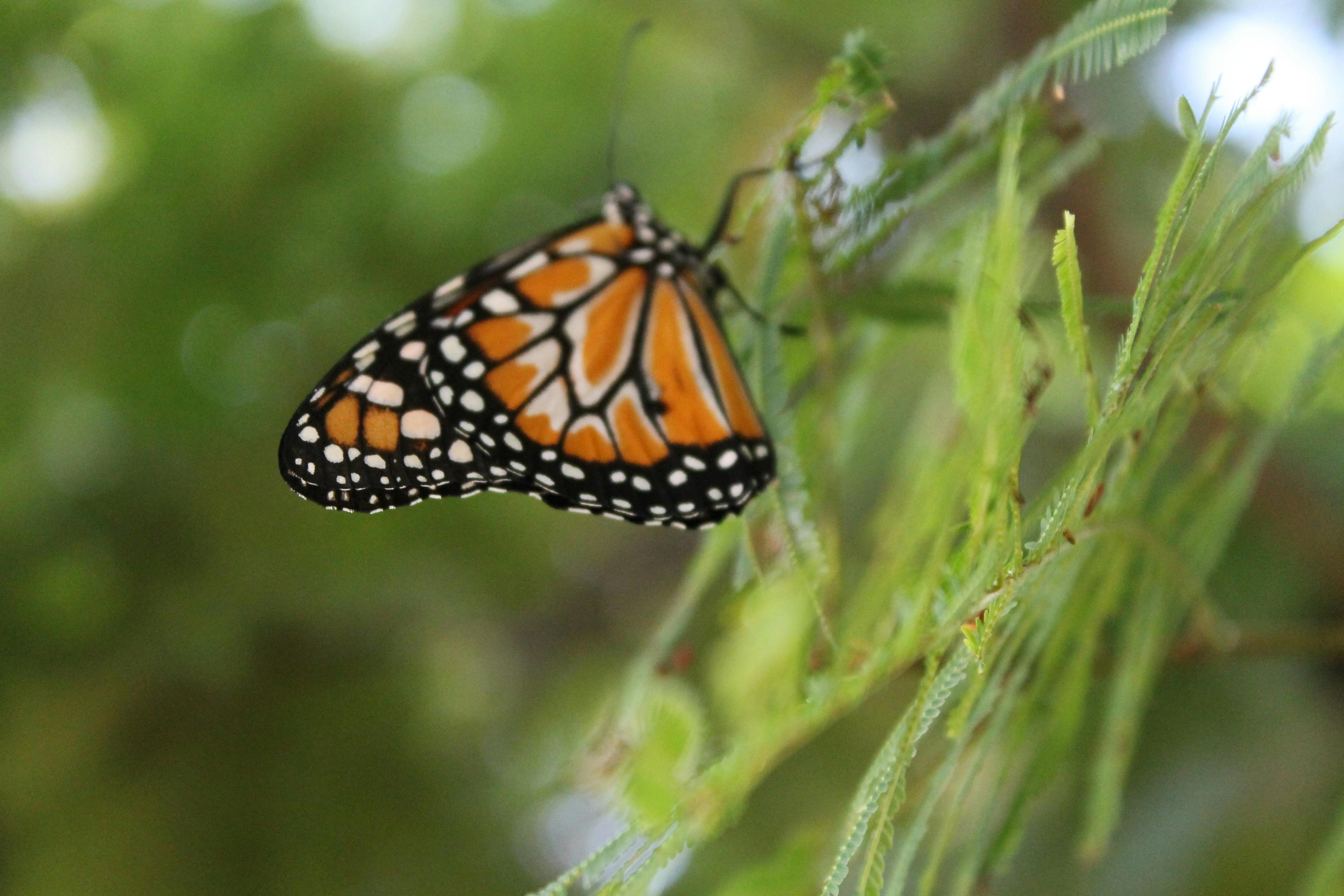 Lucas Brandão - Photography