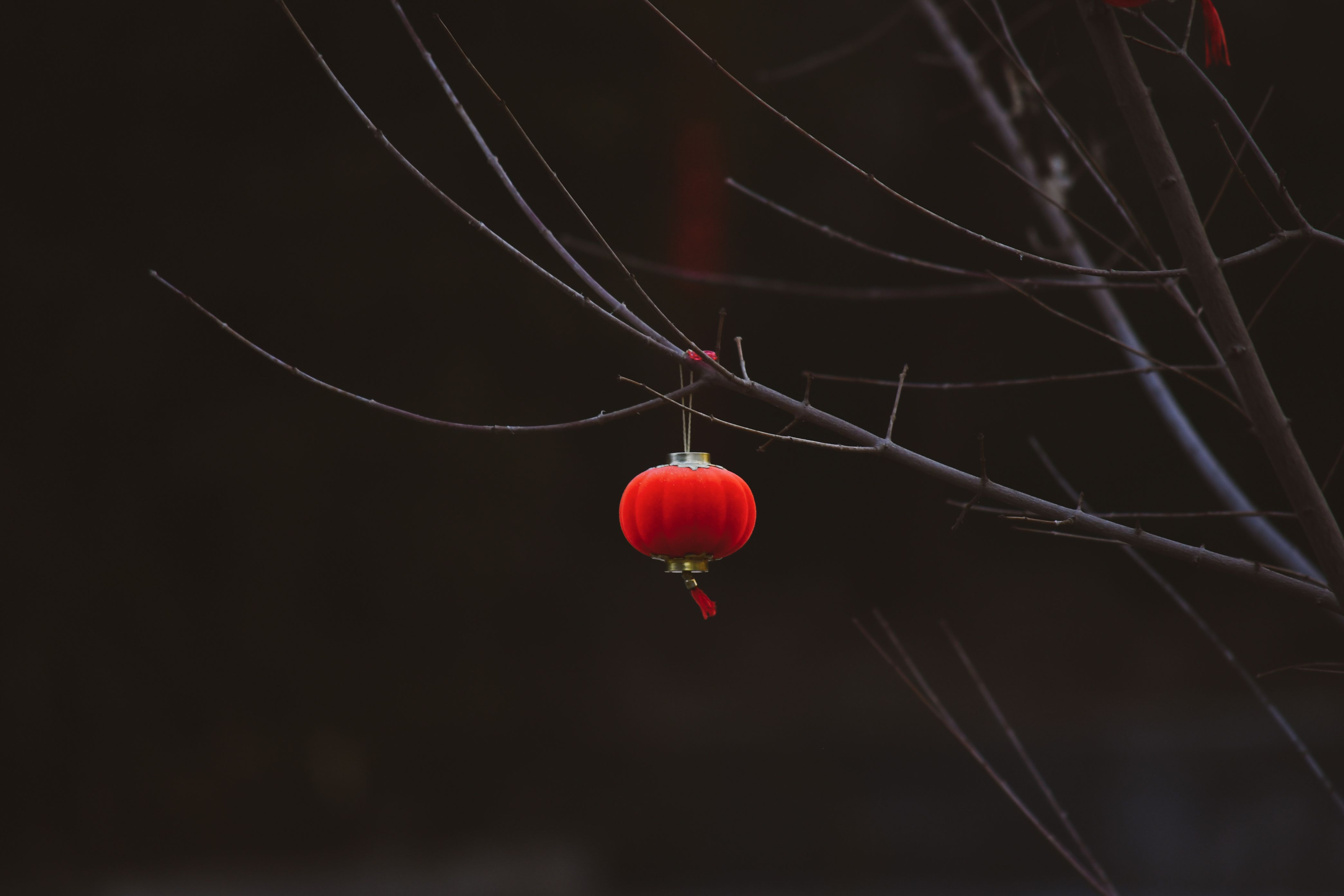 Red Rice Lamp Handing on Branch · Free Stock Photo