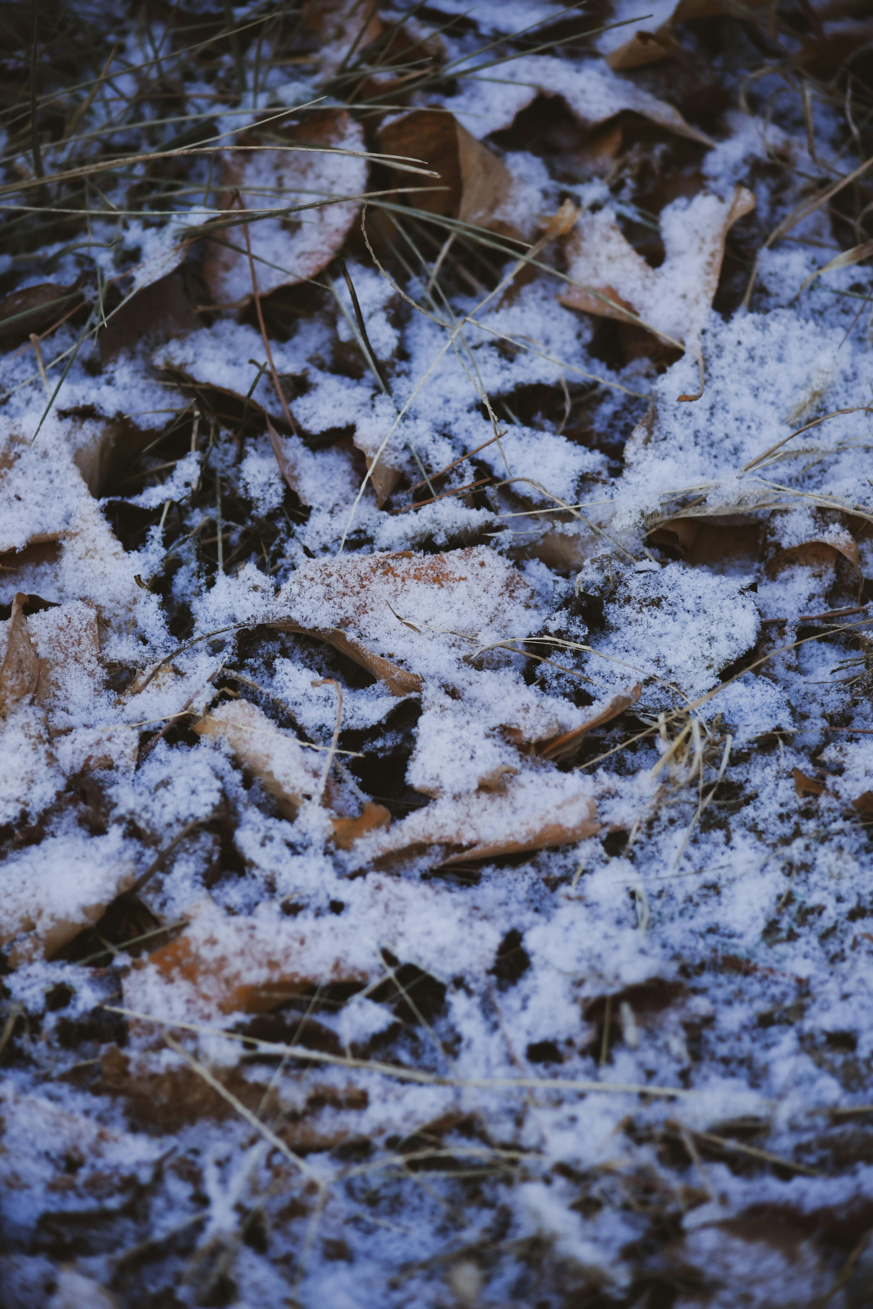A Close-Up Shot of Frosted Ivy Leaves · Free Stock Photo