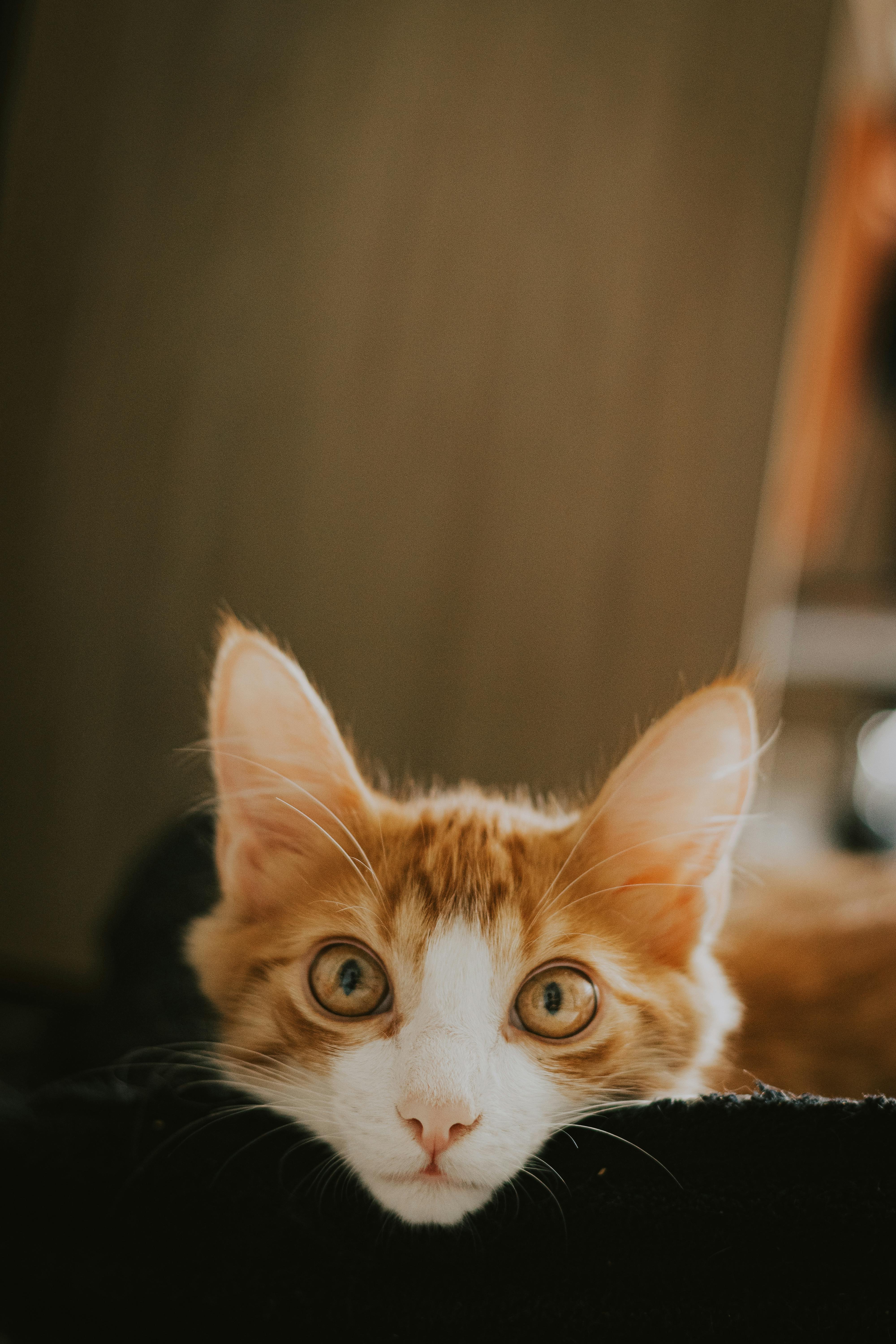 Sweet Staring Cat · Free Stock Photo