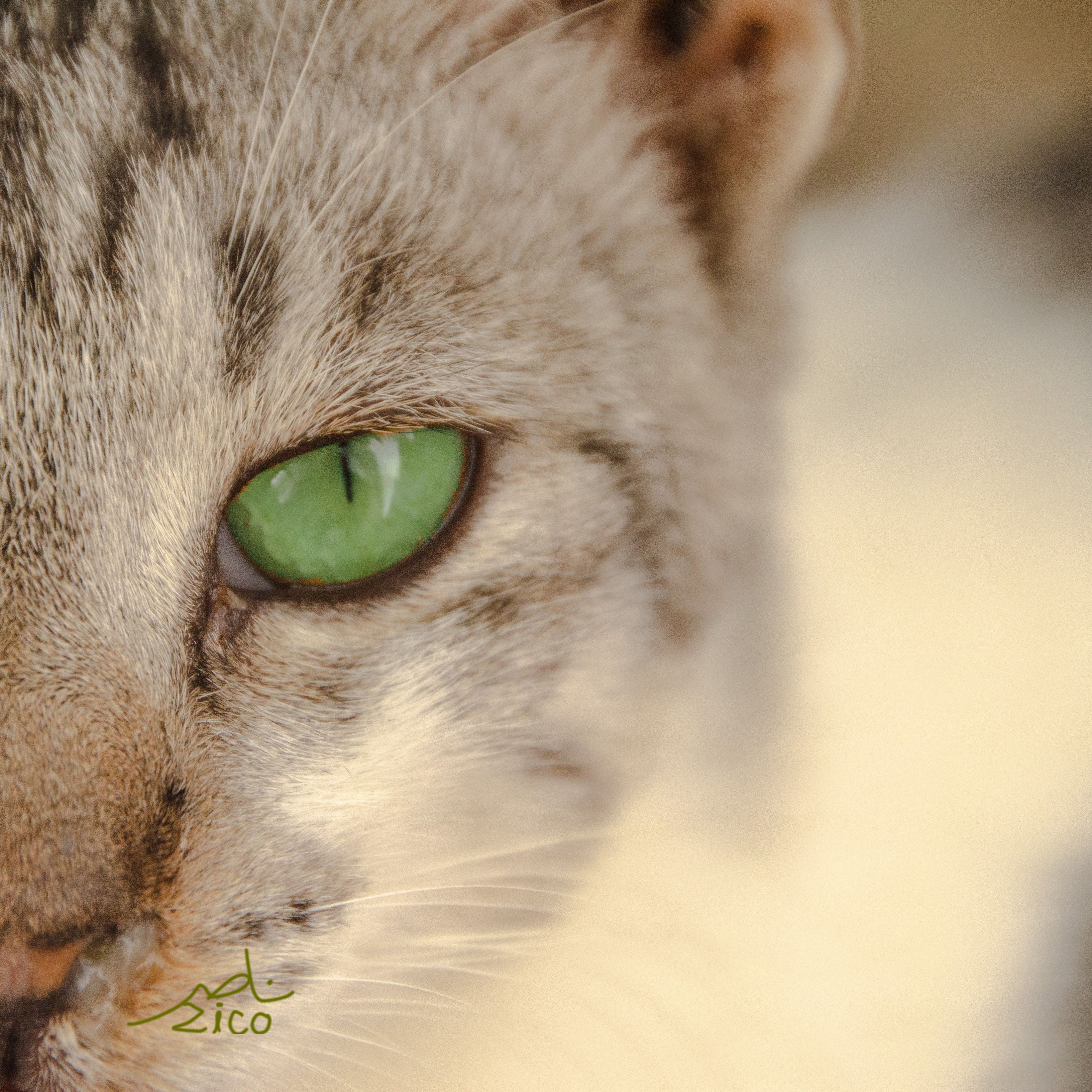 Free stock photo of Tigar cat