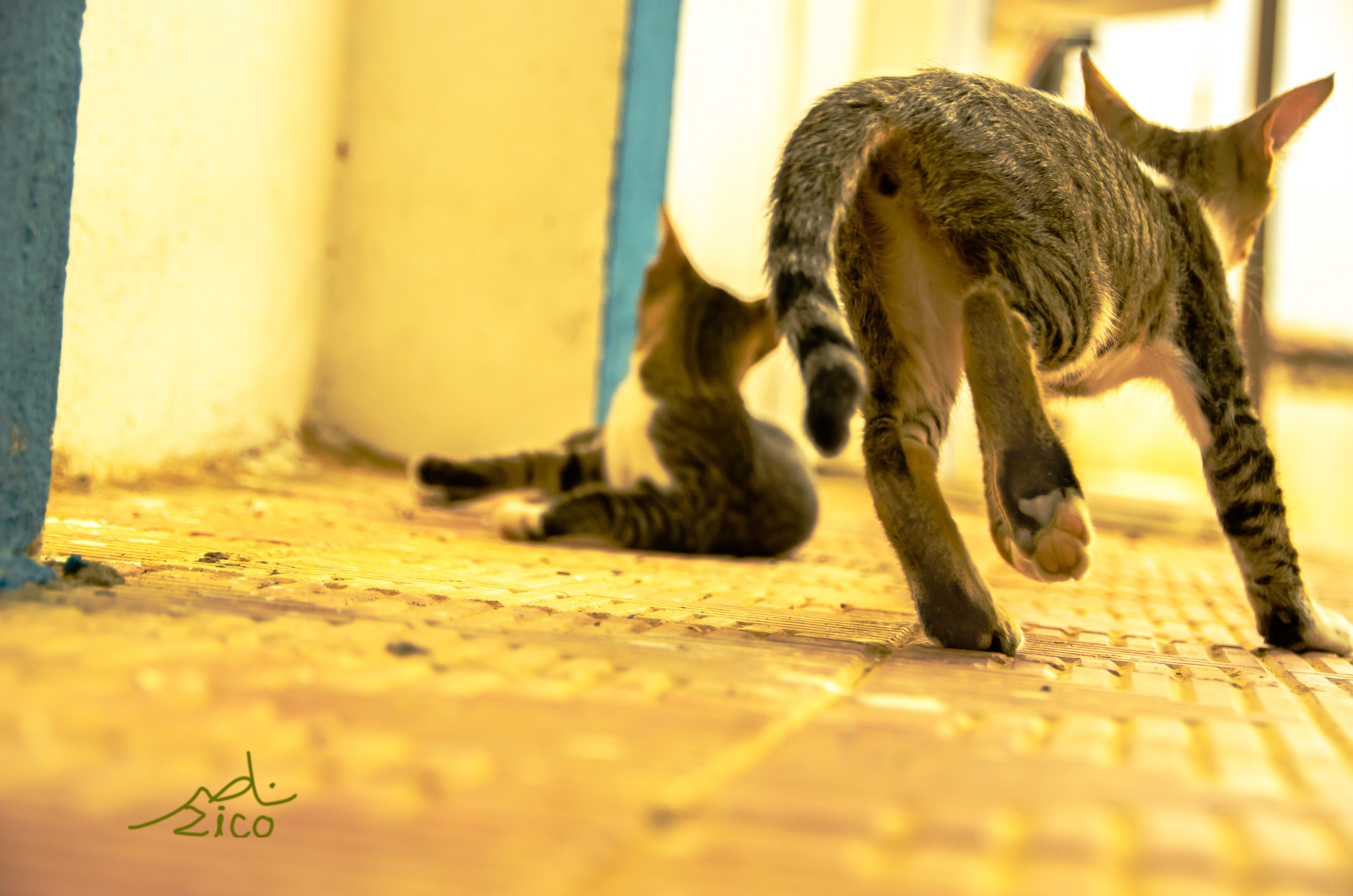 Free stock photo of Tigar cat