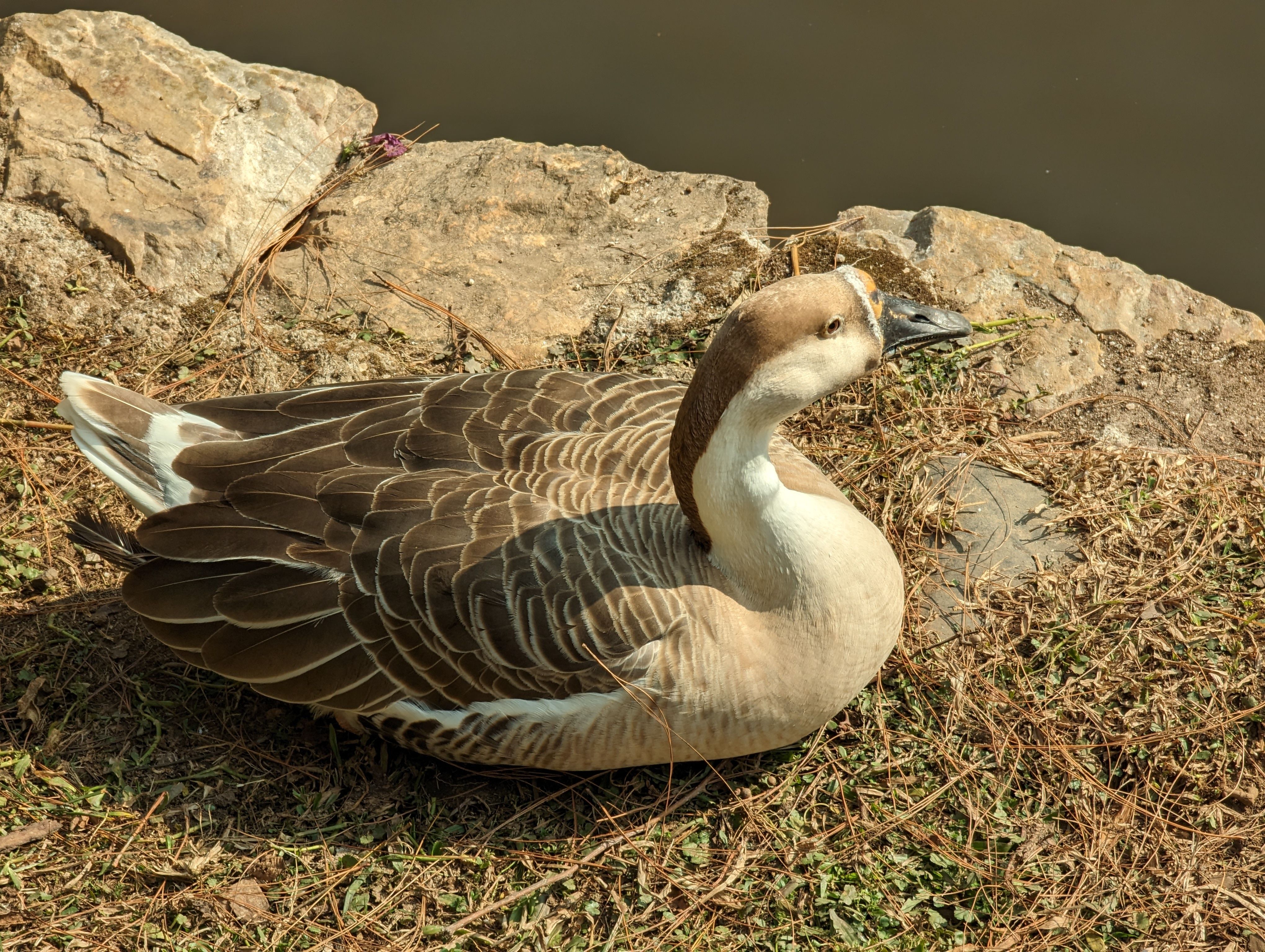 Chinese Goose Sitting by the Pond · Free Stock Photo