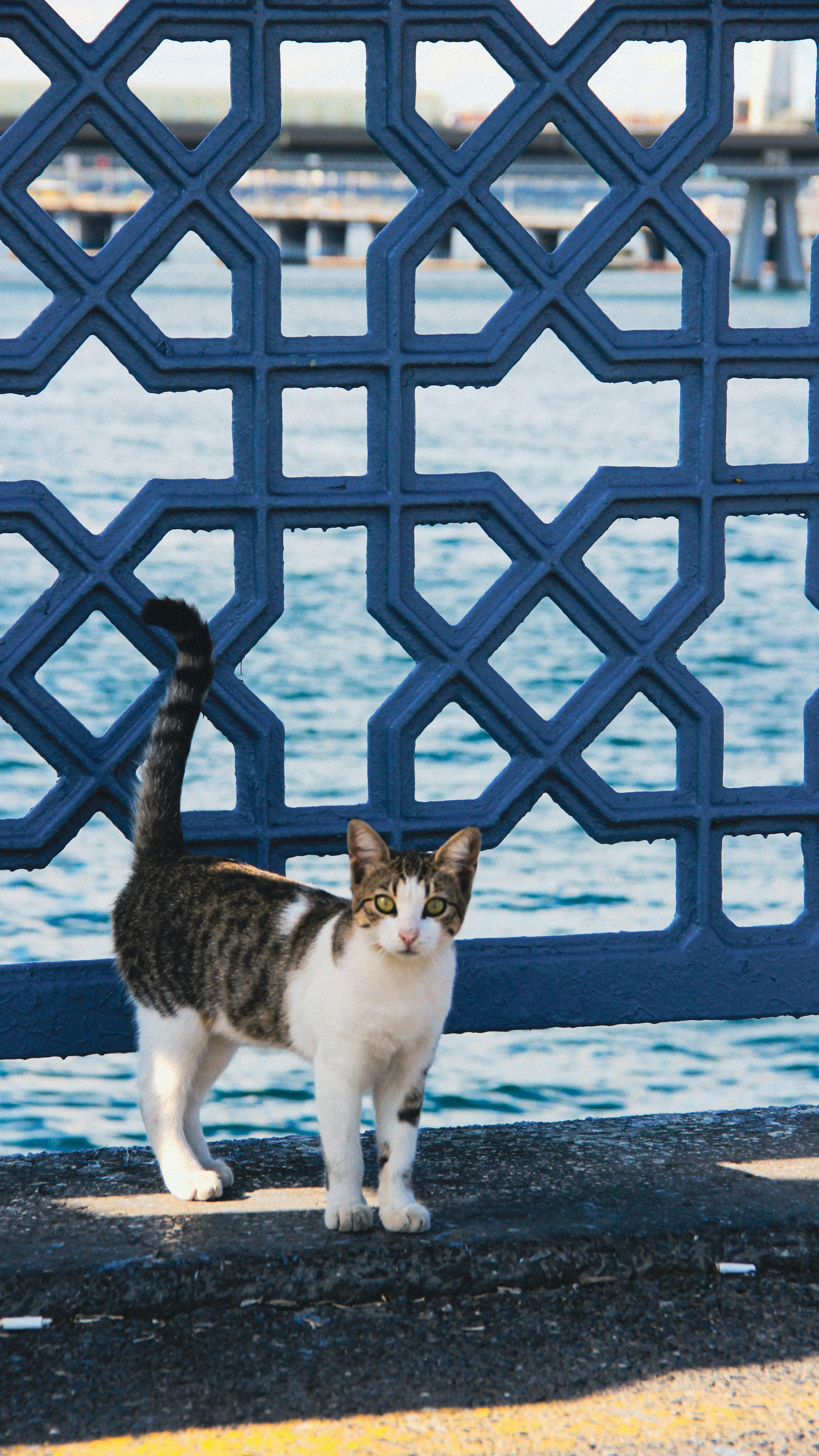 Thief Cat Photos, Download The BEST Free Thief Cat Stock Photos & HD Images