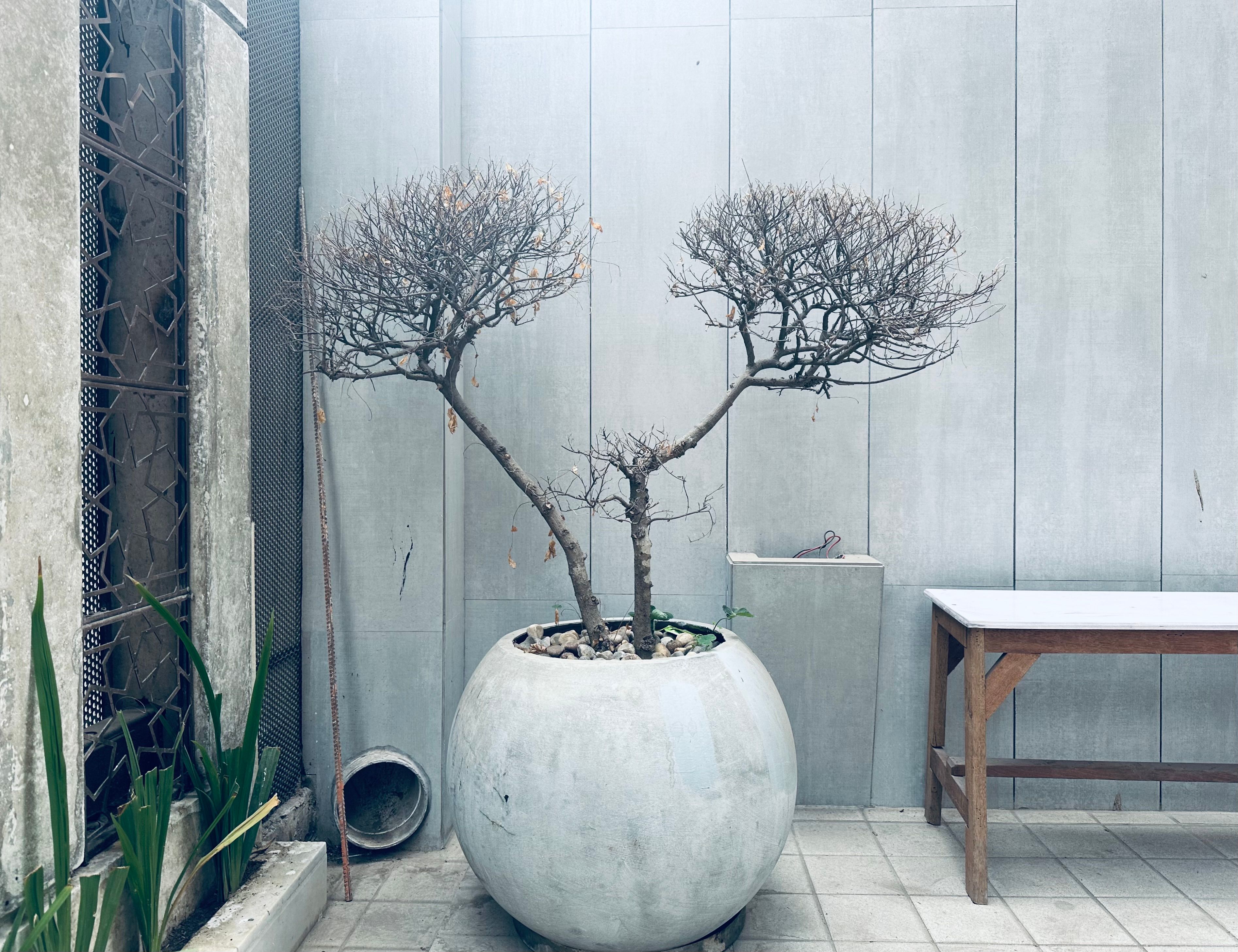 Leafless Tree Pot How Do You Water A New Joshua Tree, Yucca, Ocotillo,