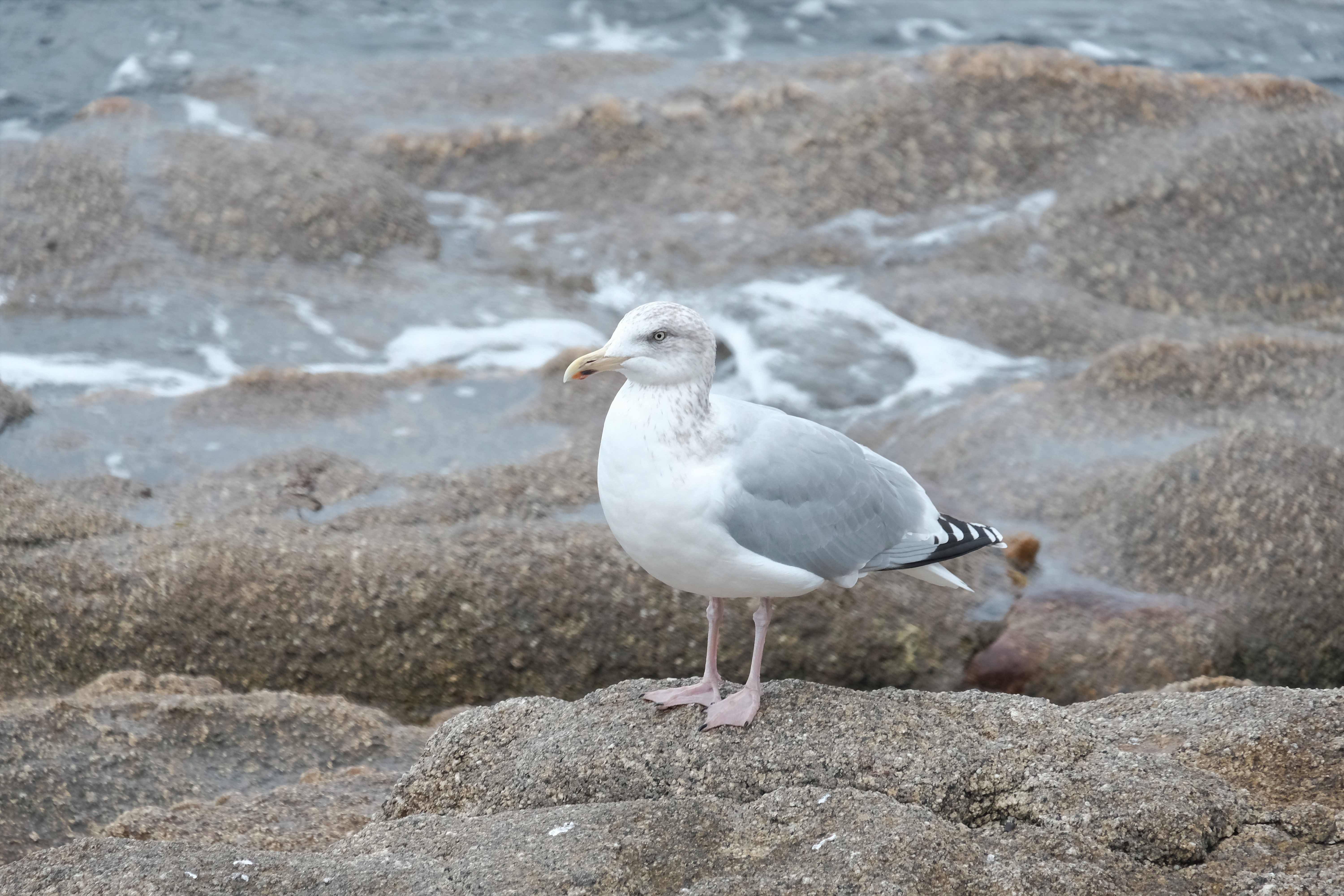 Close-UP Photography of Flying Seagull · Free Stock Photo