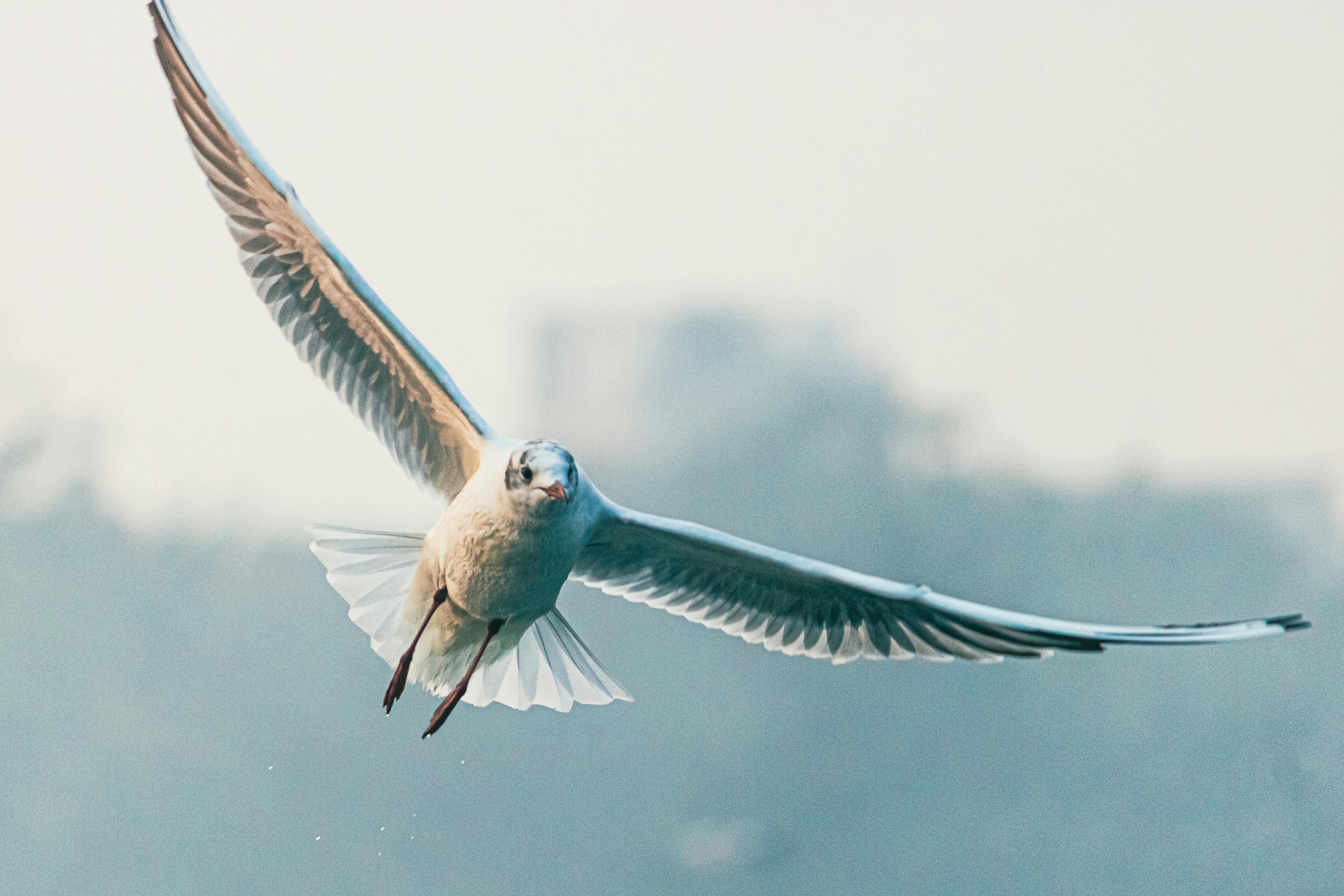 Close-up of a Flying Seagull · Free Stock Photo