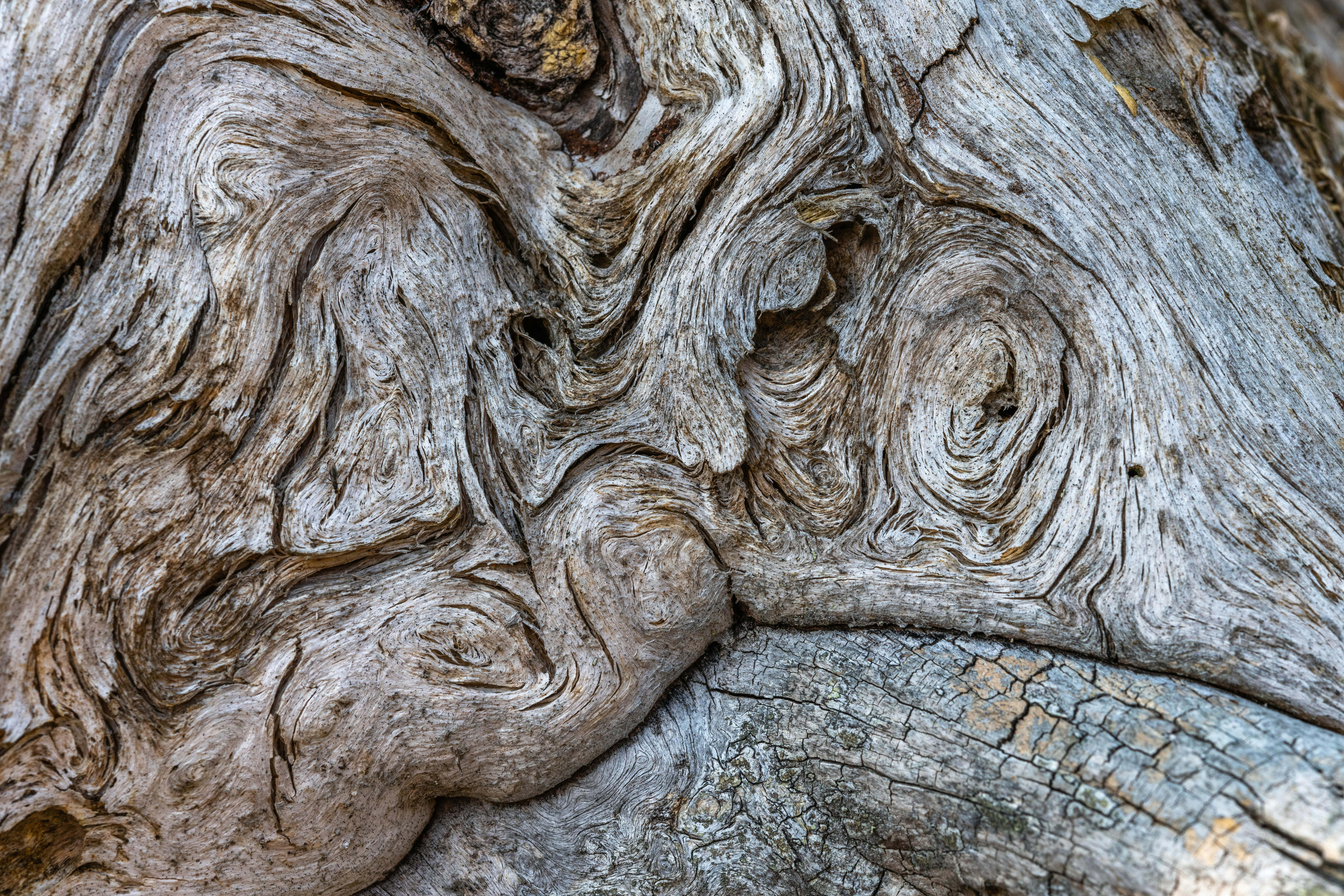 Brown Tree Trunk · Free Stock Photo