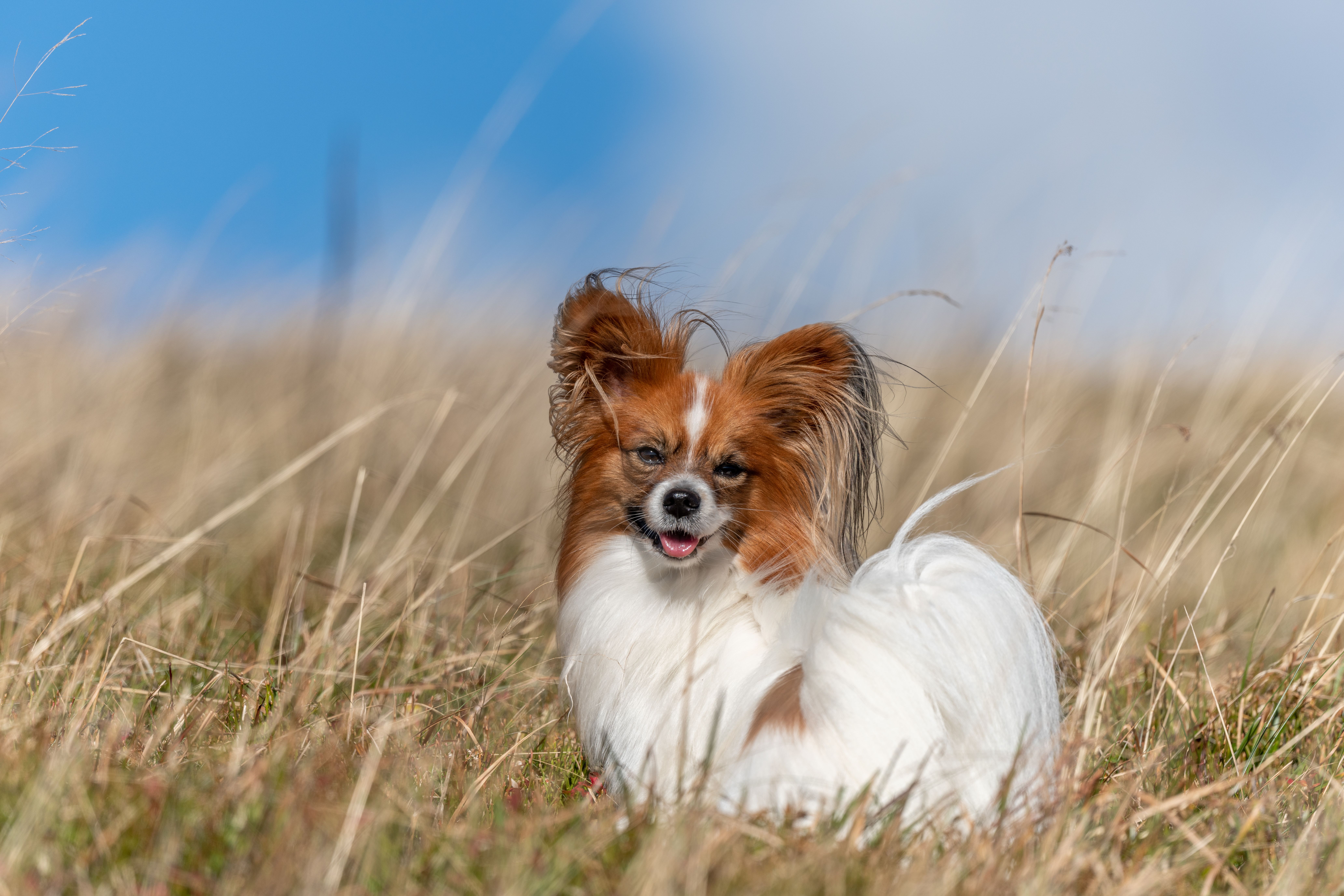 Brown Papillon Puppies