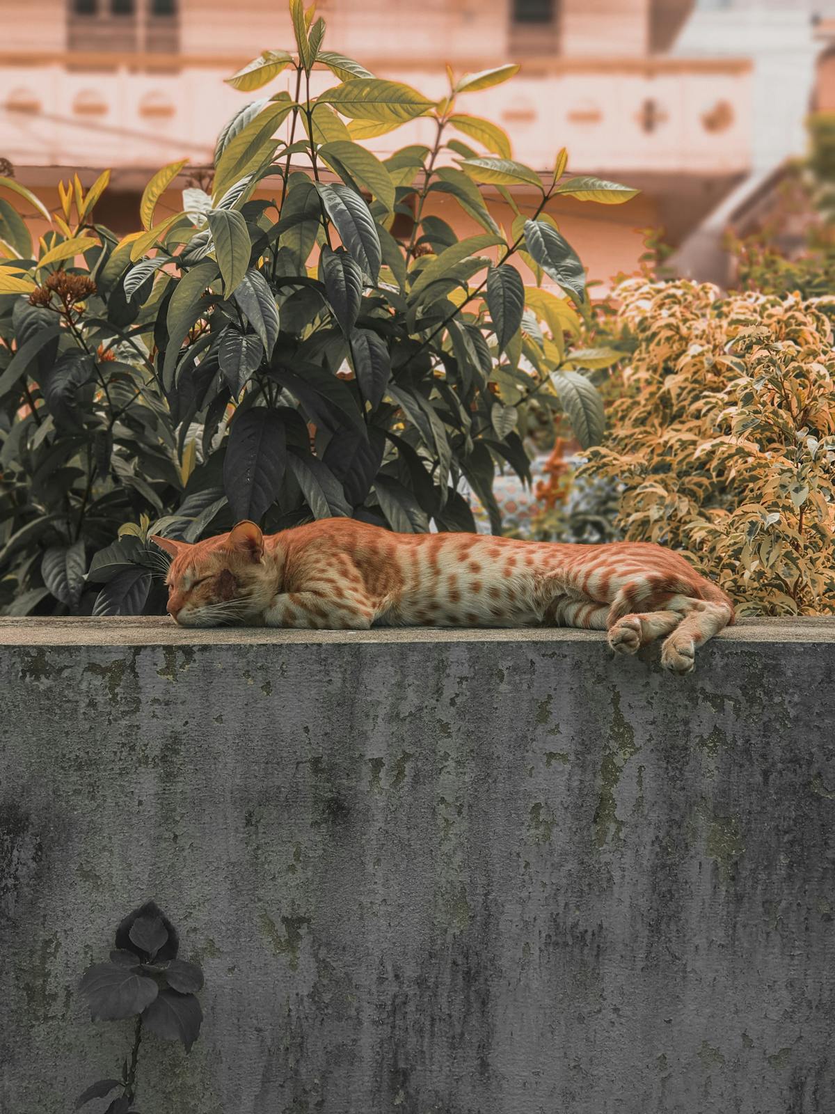 Cat Rail Photos, Download The BEST Free Cat Rail Stock Photos & HD Images