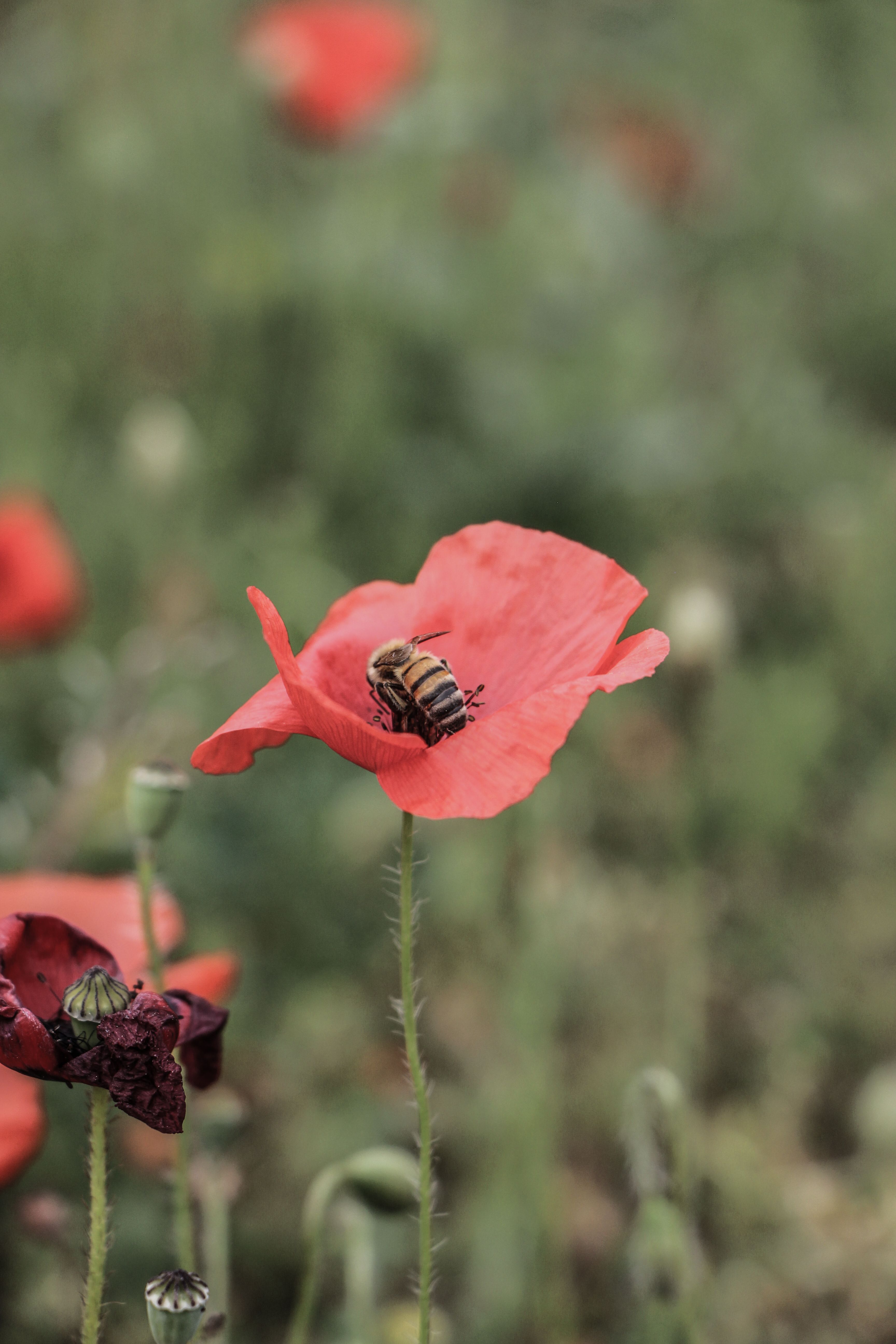 Bee Sitting on Poppy Flower in Nature · Free Stock Photo