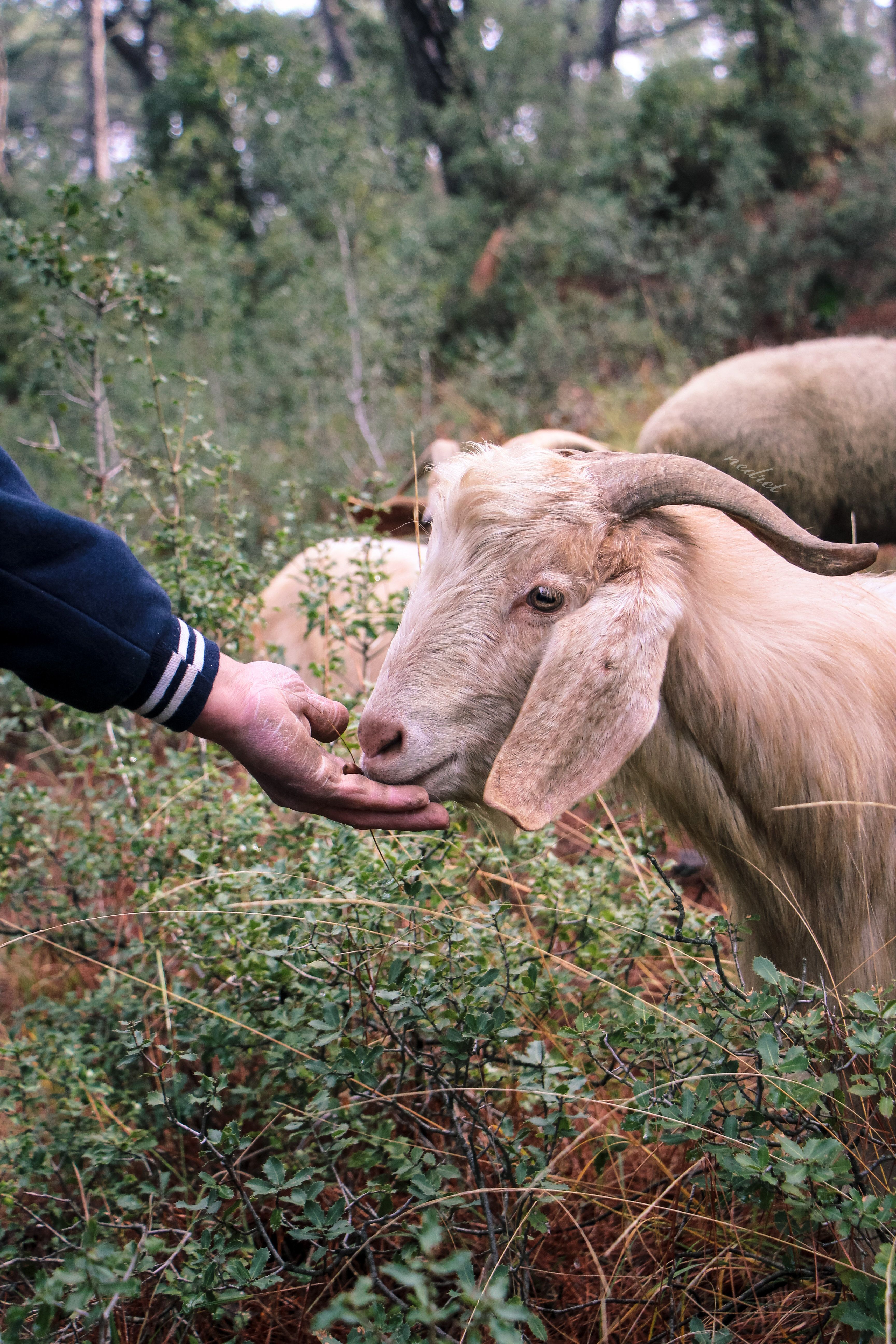 Hand Feeding Goat · Free Stock Photo