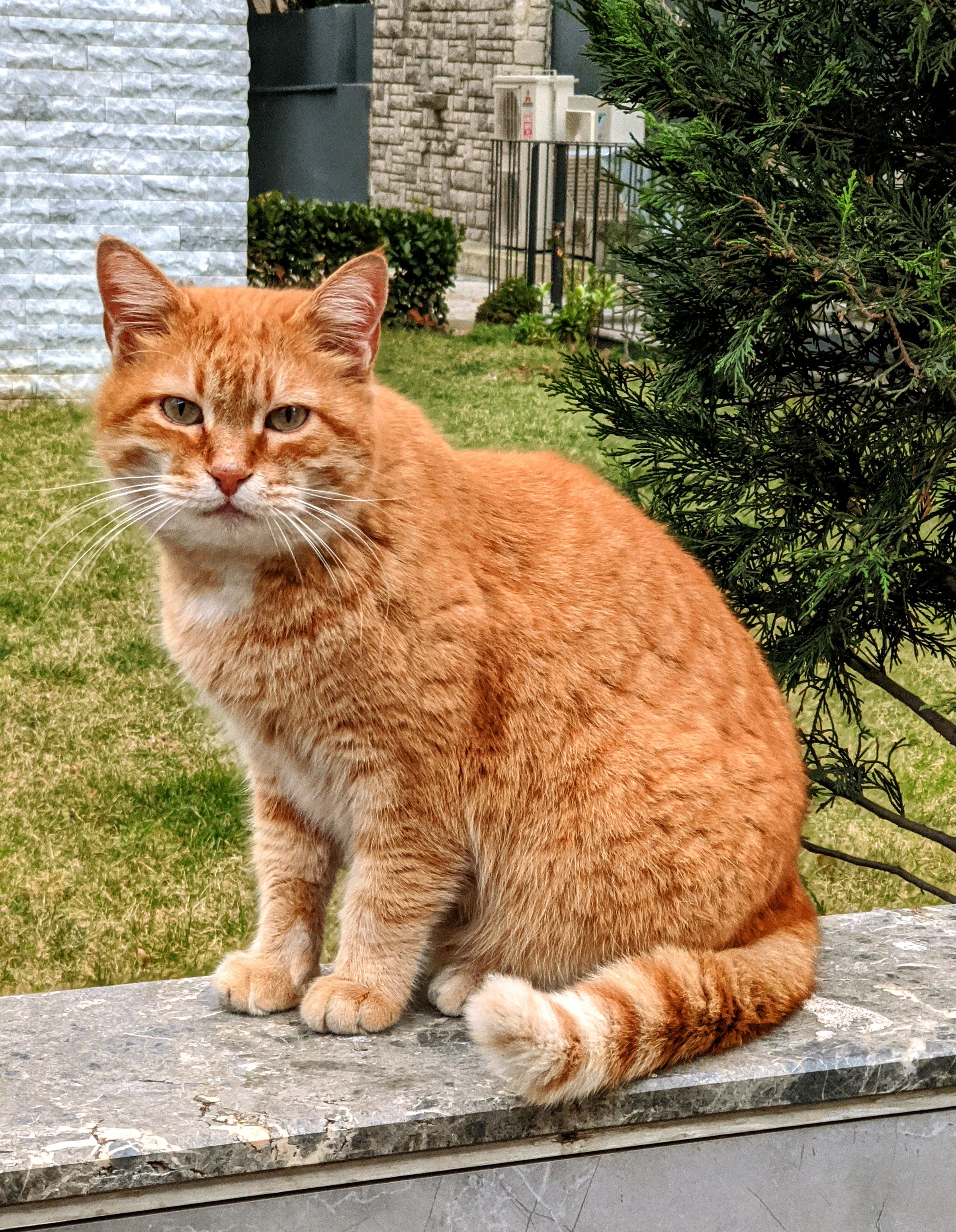 Close-Up Shot of an Orange Tabby Cat · Free Stock Photo