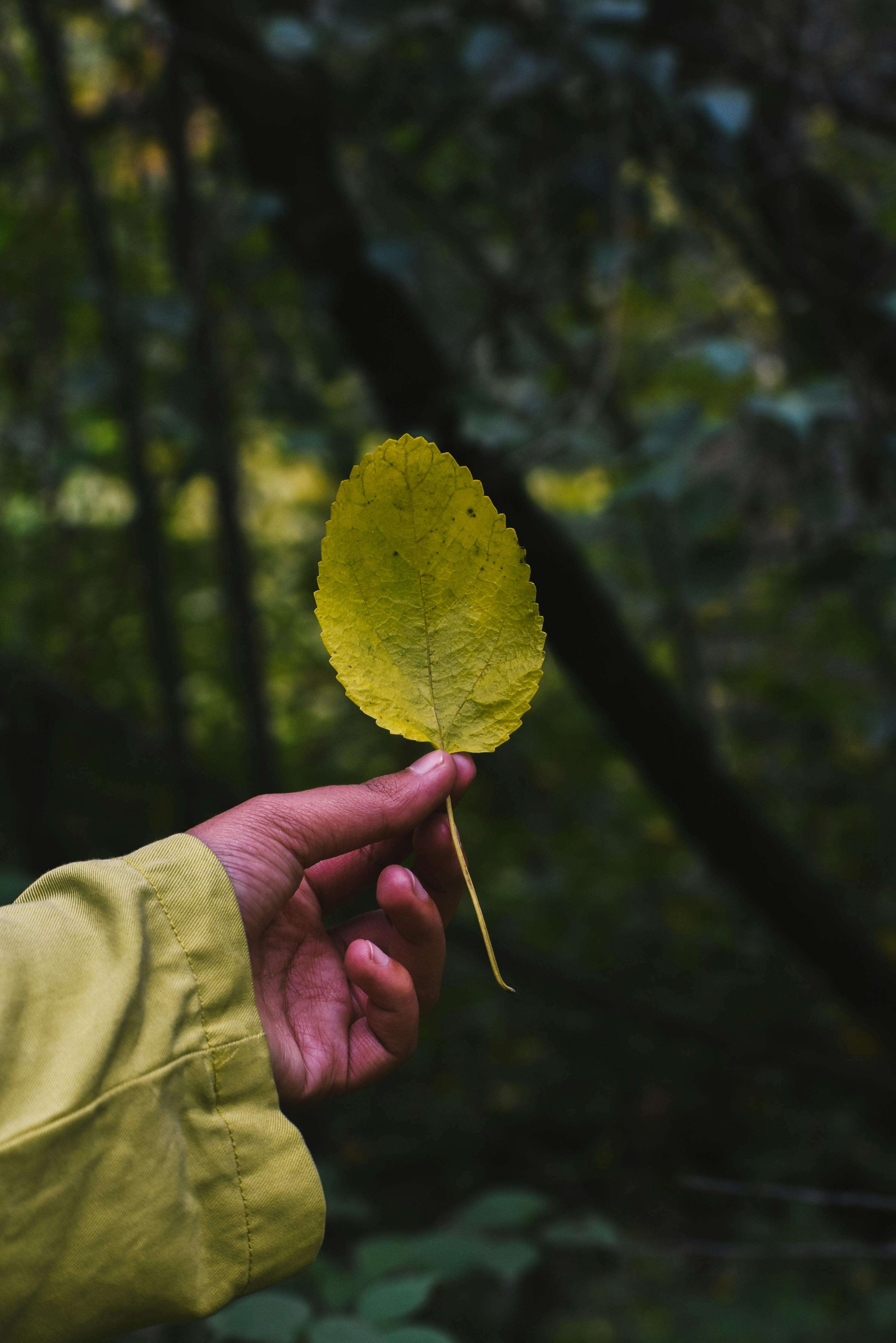 A Person in Yellow Long Sleeves Holding Yellow Leaf · Free Stock Photo