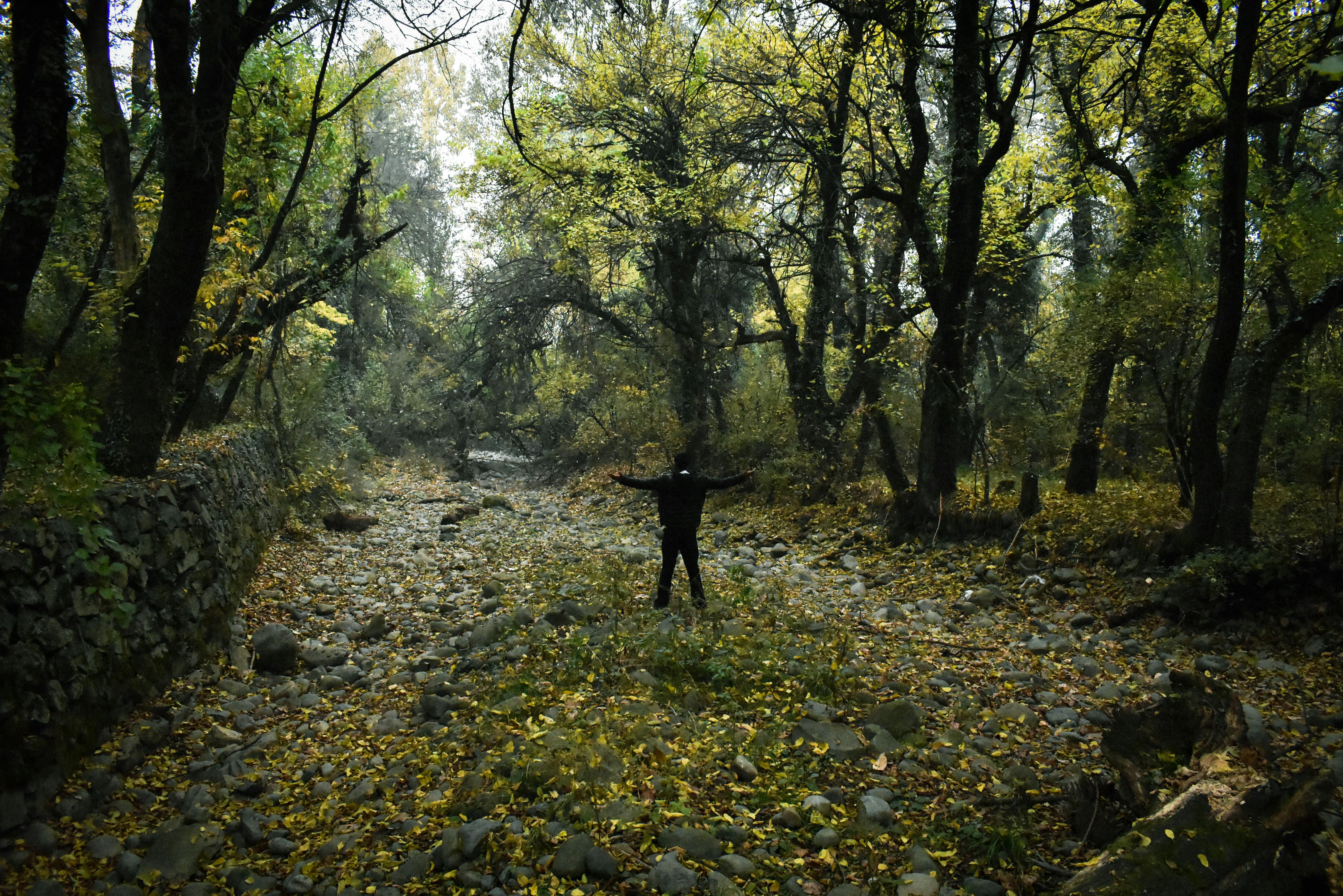 Person in a Forest · Free Stock Photo