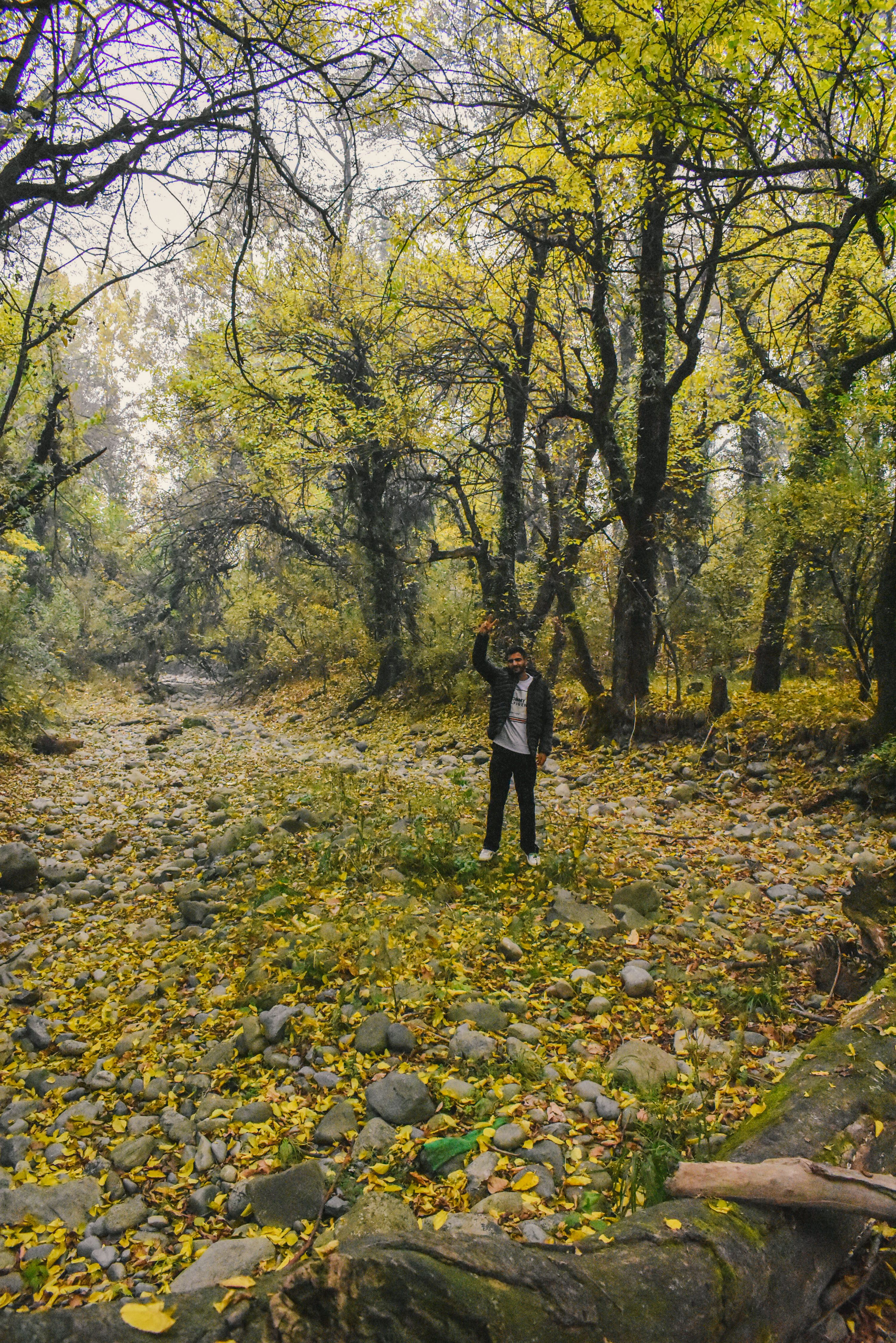 Standing Man Waving in the Forest · Free Stock Photo