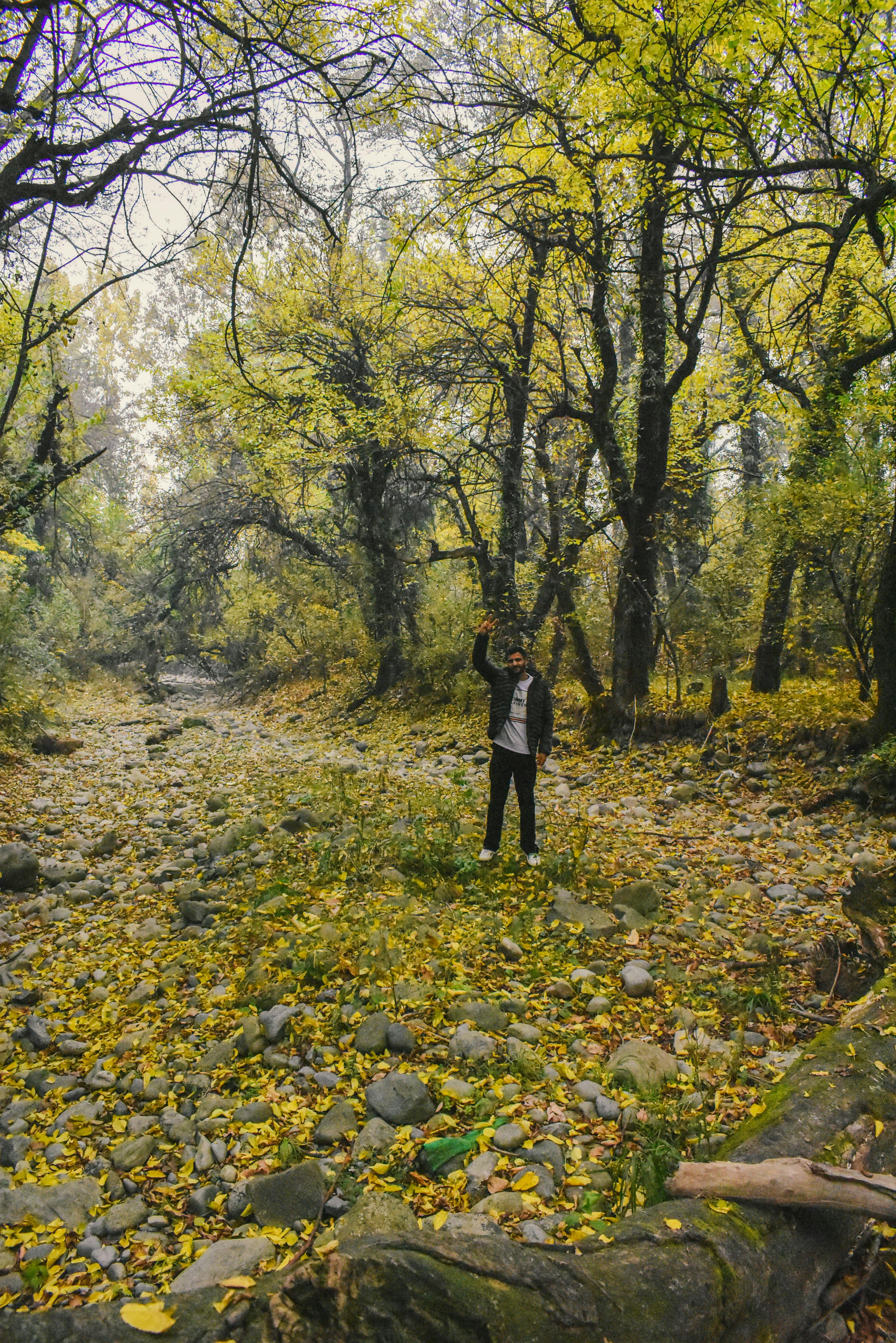 Standing Man Waving in the Forest · Free Stock Photo