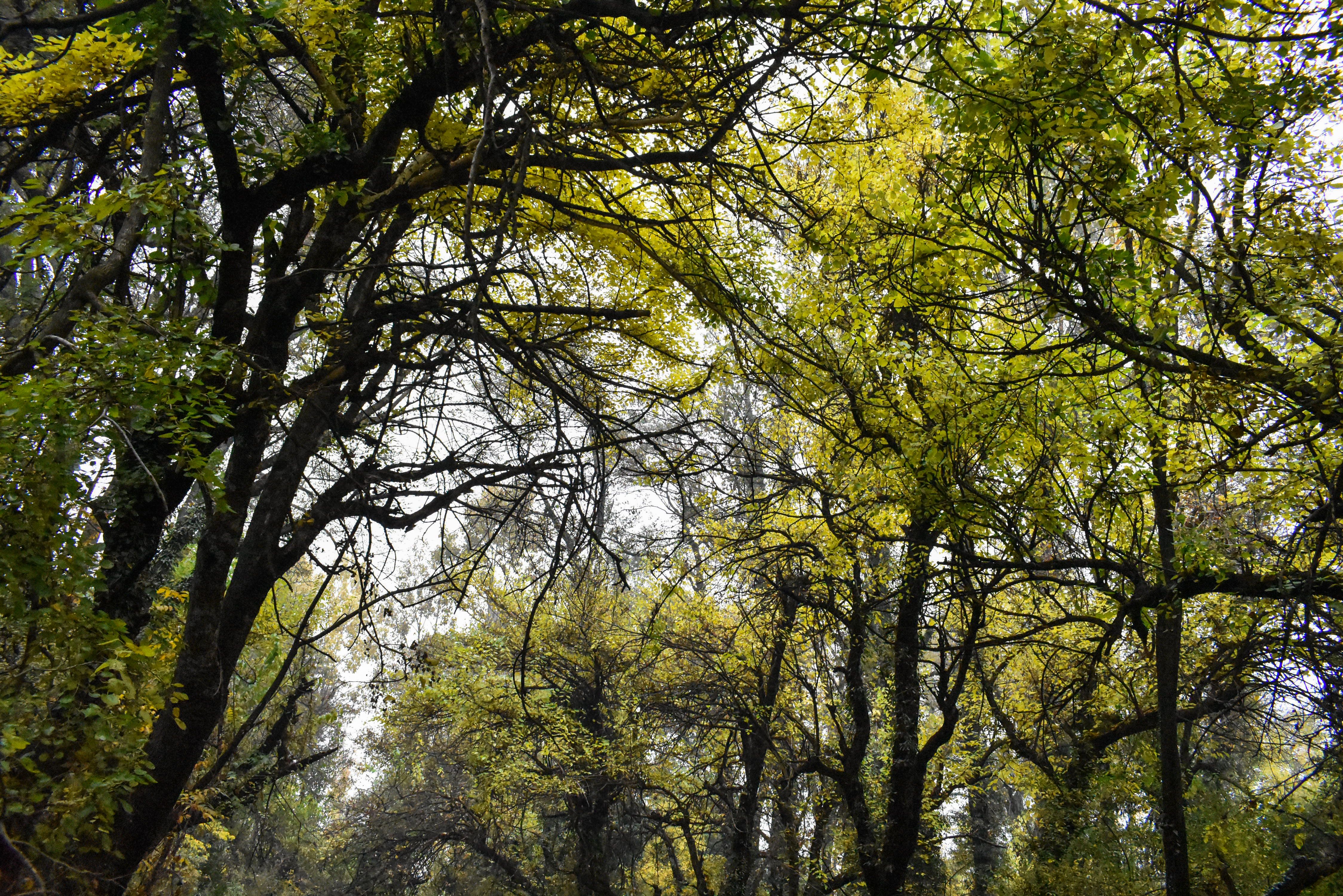 Low Angle Shot of Forest Trees · Free Stock Photo