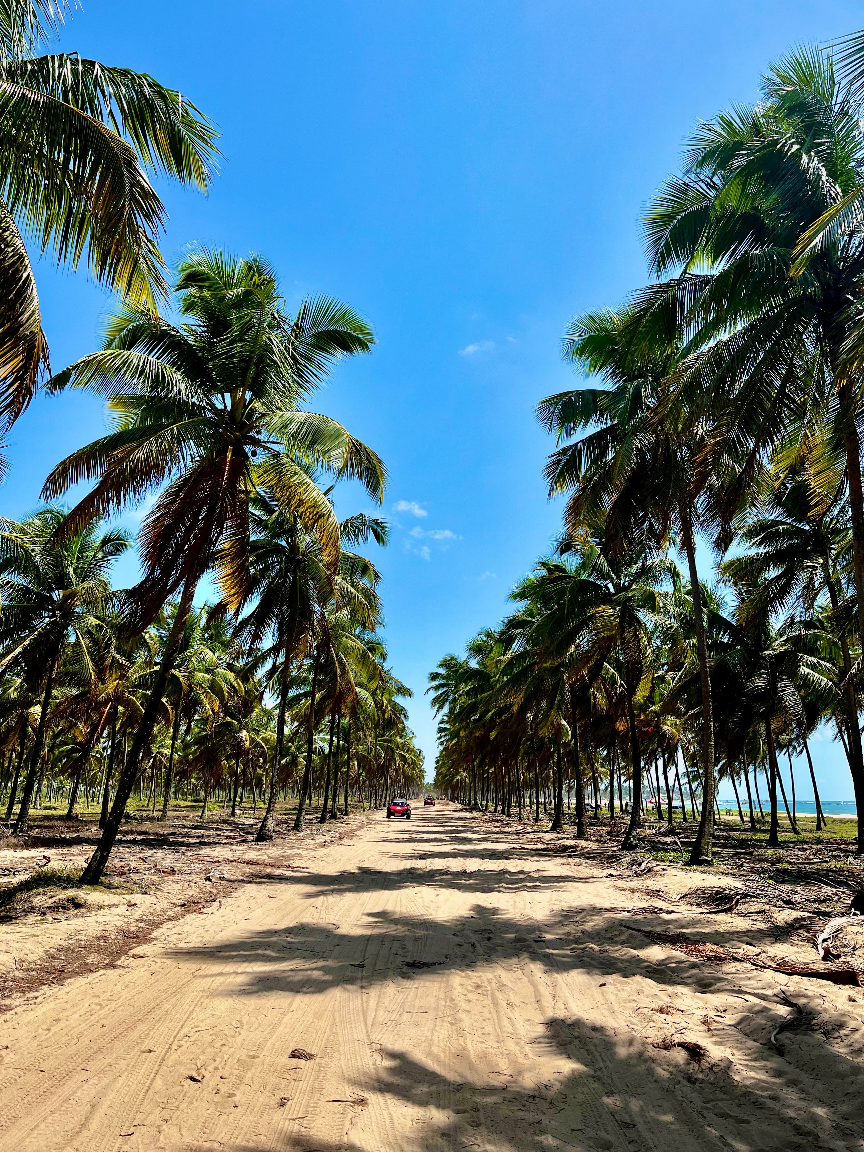Palm Trees Growing aside Sand Road in Tropical Landscape · Free Stock Photo