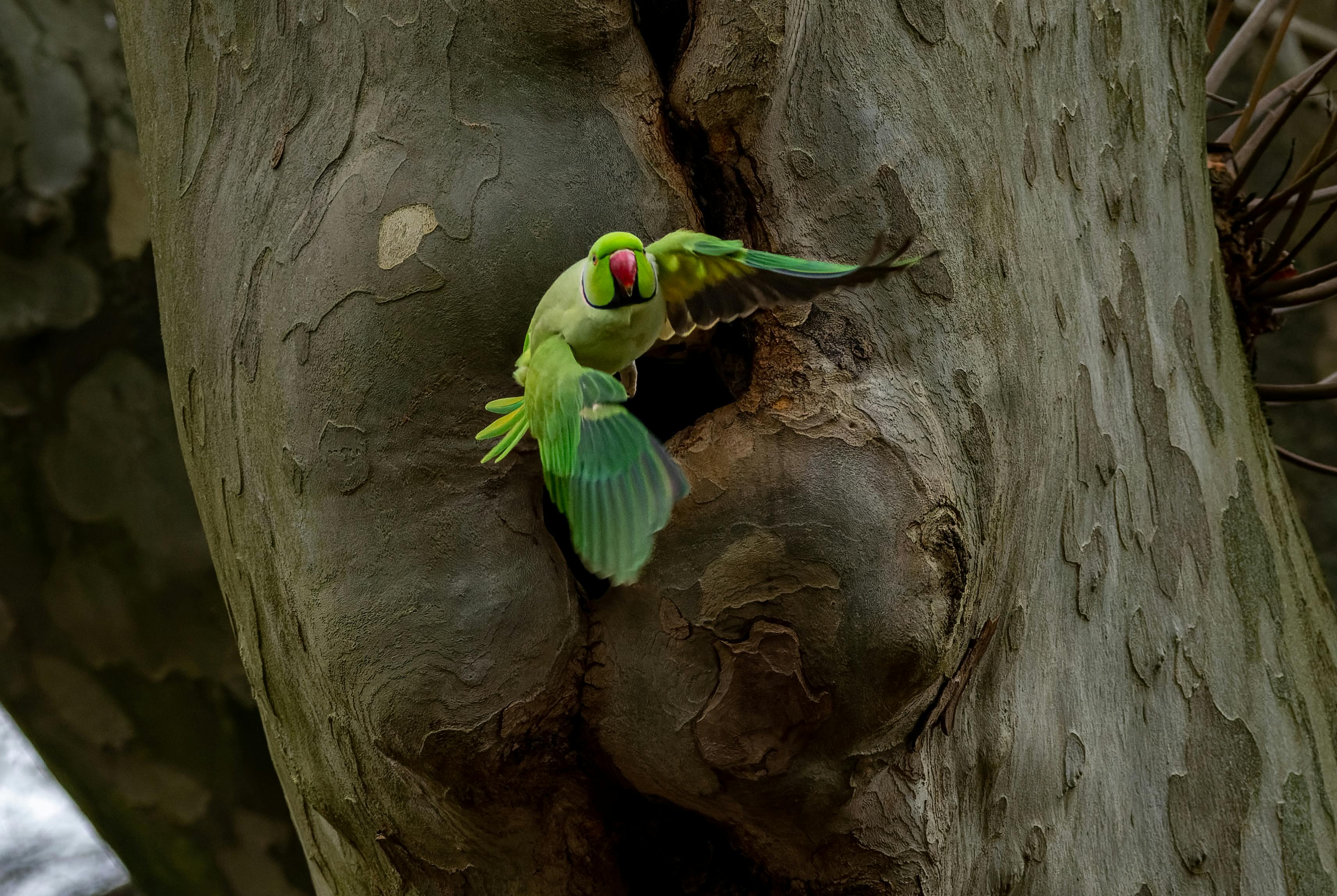 Flying Rose-ringed Parakeet · Free Stock Photo