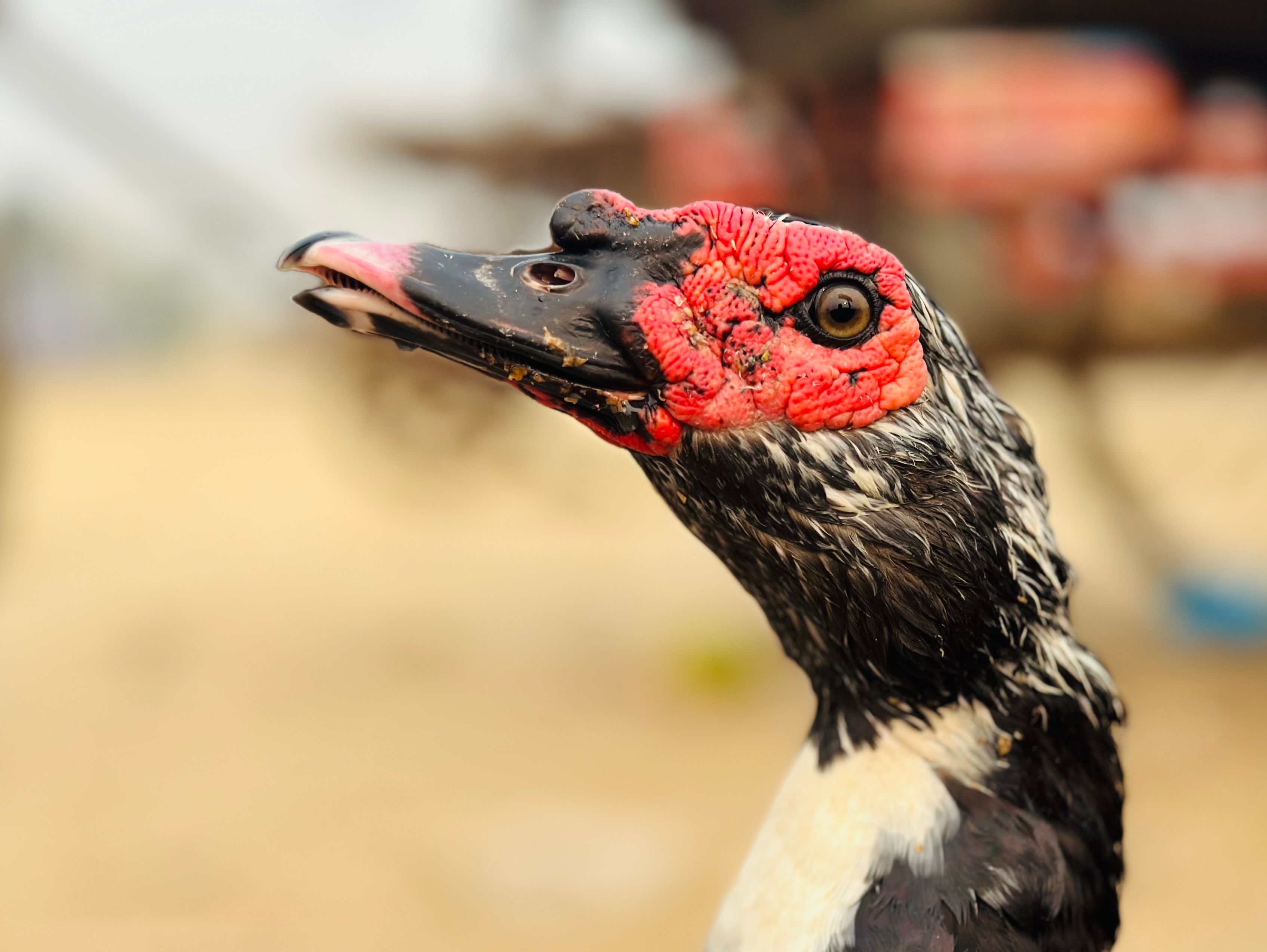 Indian Duck Photos, Download The BEST Free Indian Duck Stock Photos ...