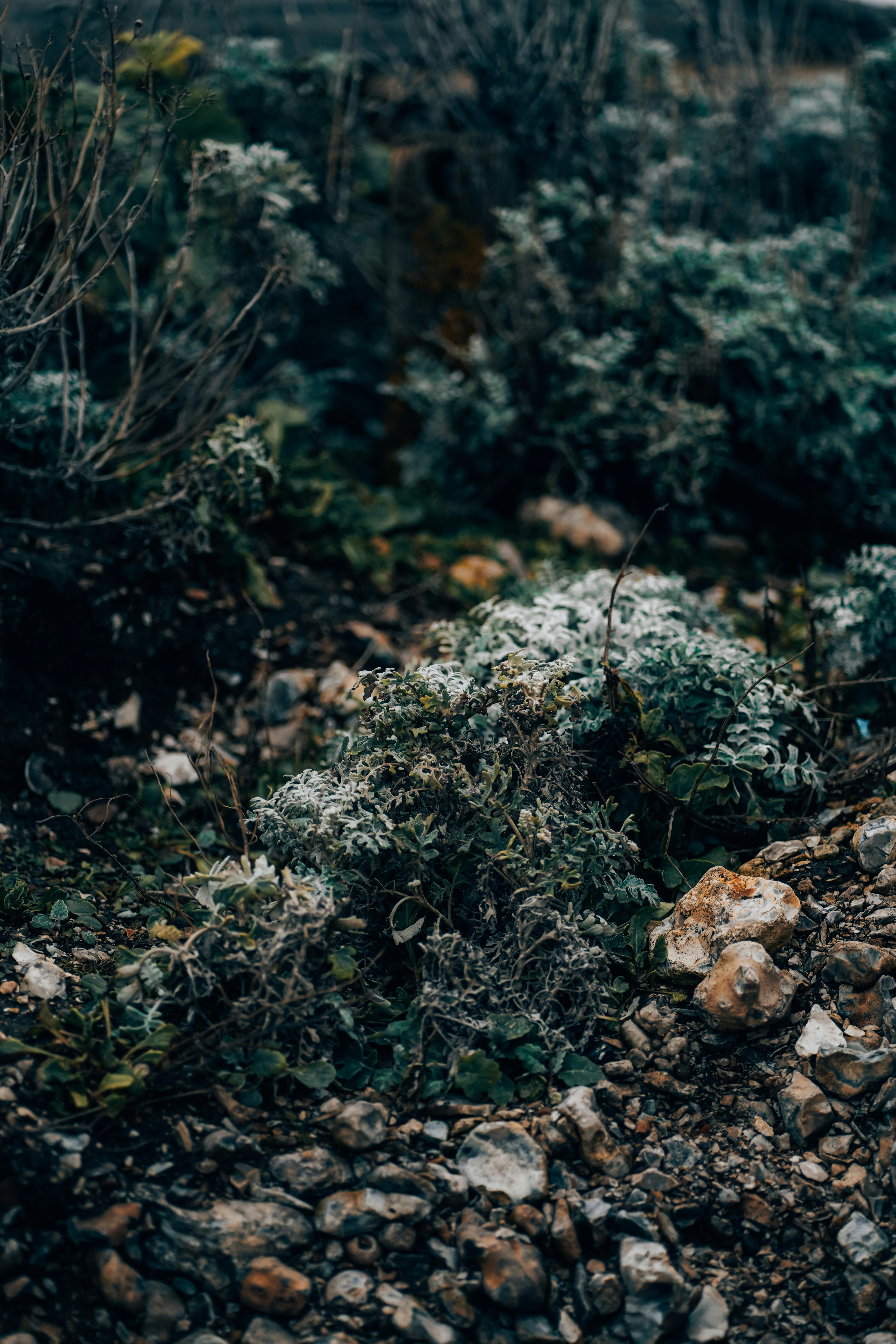 Beauty Mass on Stones · Free Stock Photo