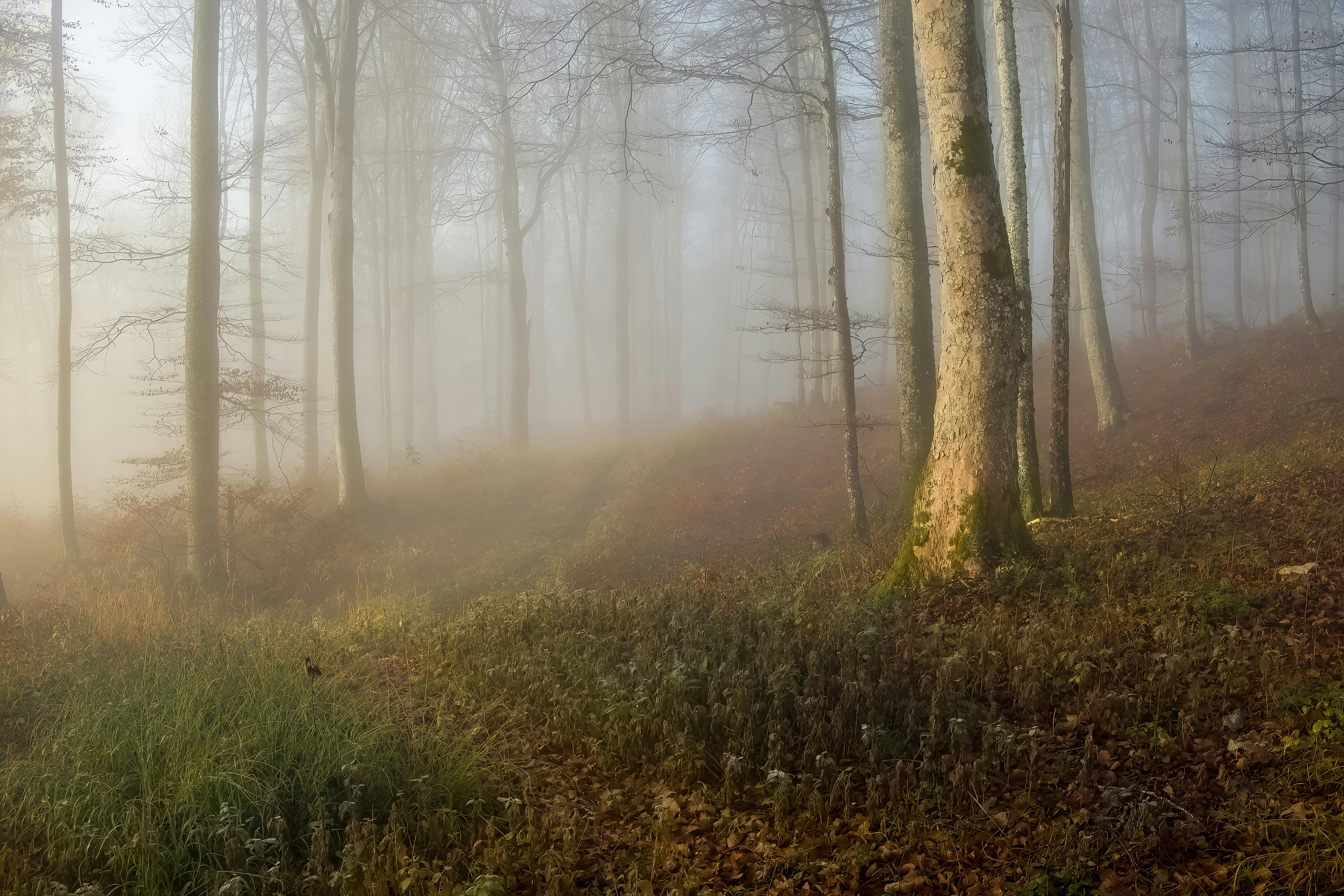 Fog in the Woods · Free Stock Photo