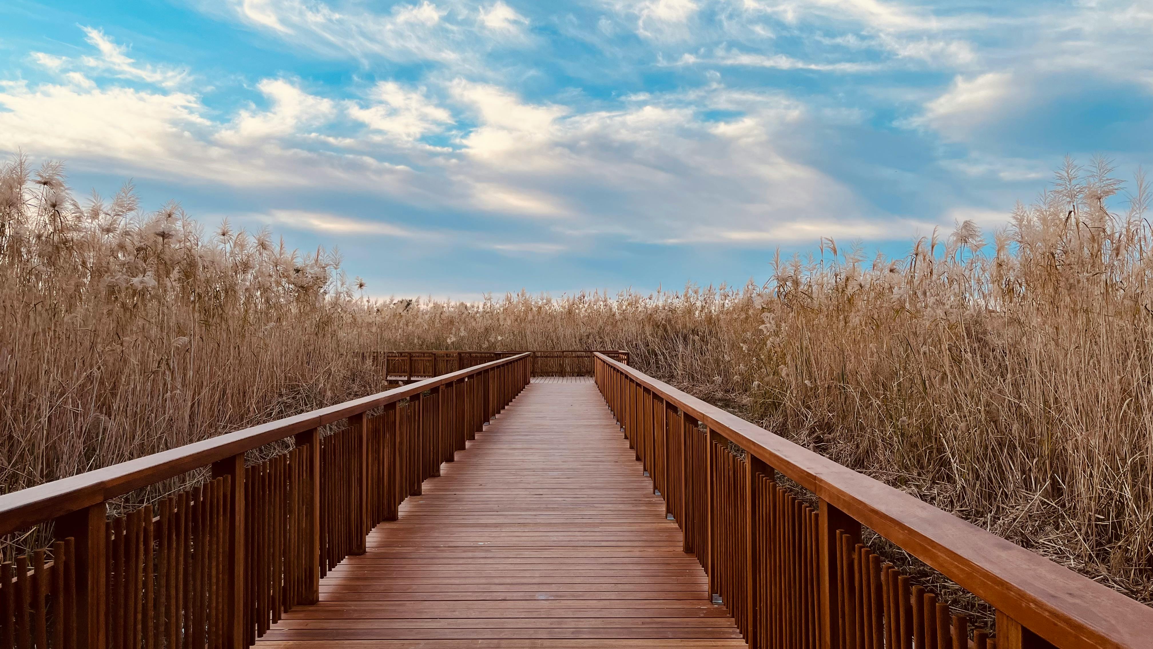 Promenade between High Grass Blades · Free Stock Photo