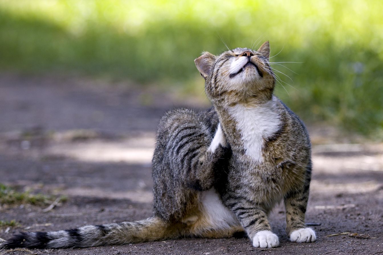 Cat Scratch Disease Test: What Results Mean in Simple Terms