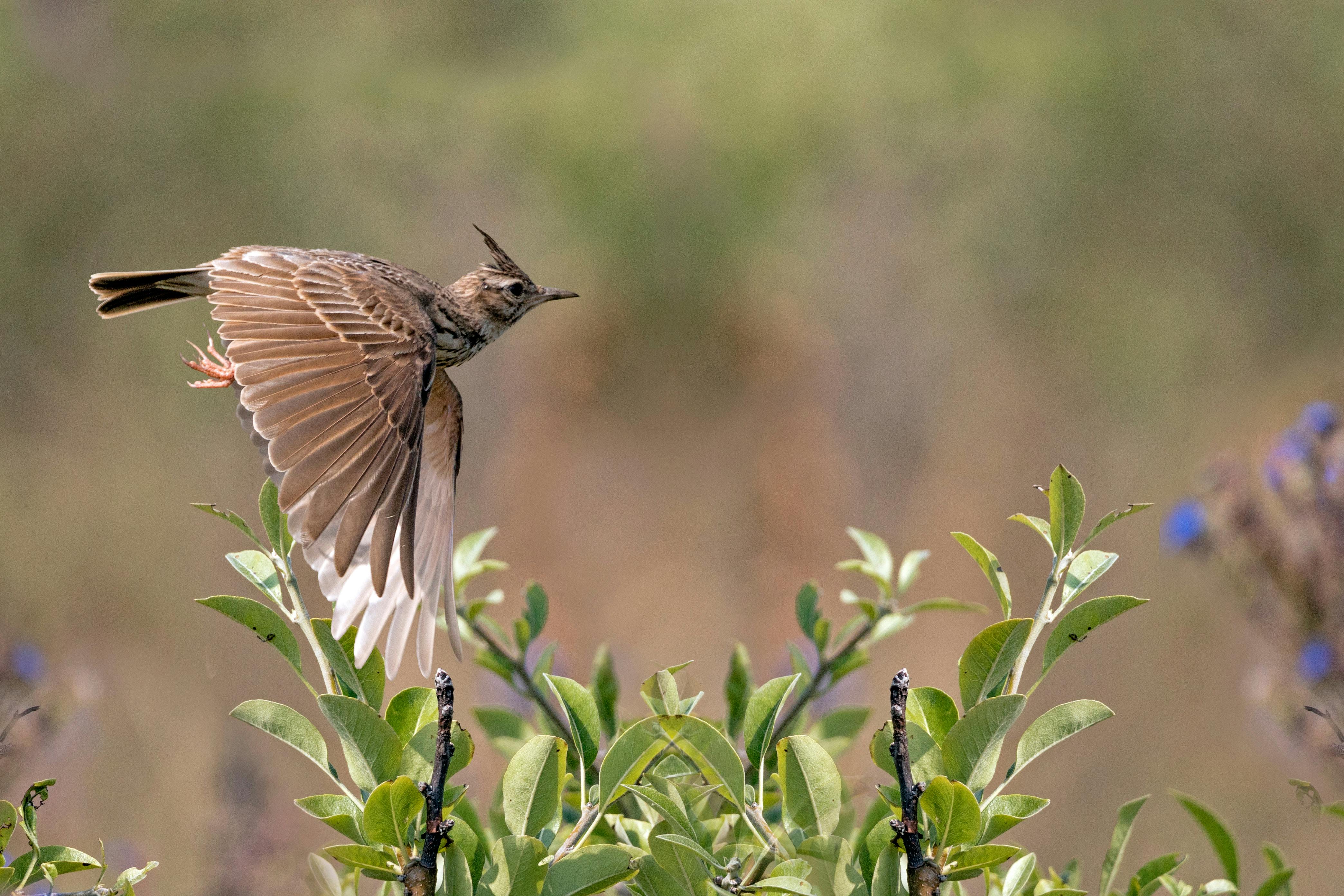 A Brown Bird Flying Beside Green Plants · Free Stock Photo