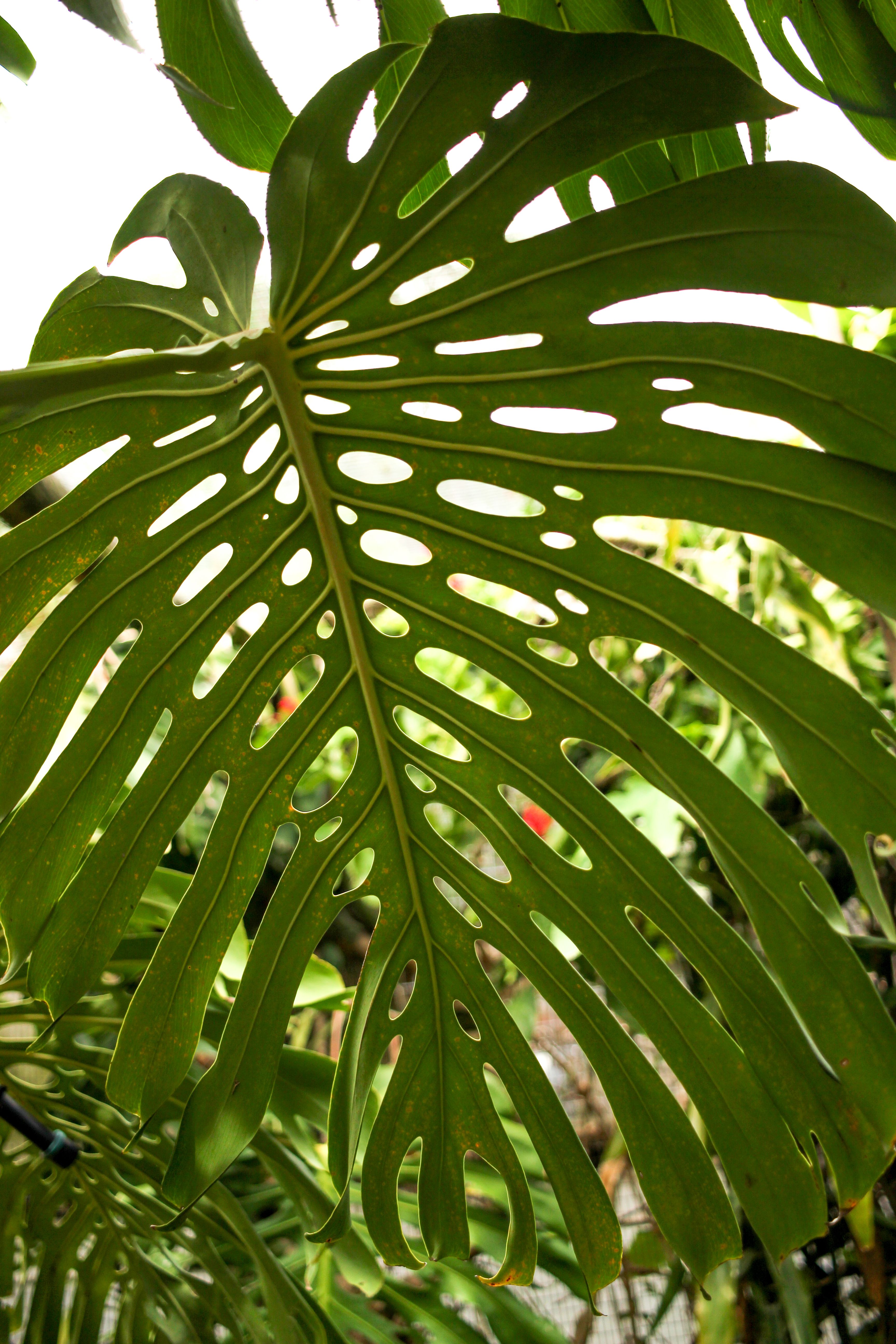 Close-up of a Large Monstera Deliciosa Leaf in Tropical Bushes · Free ...