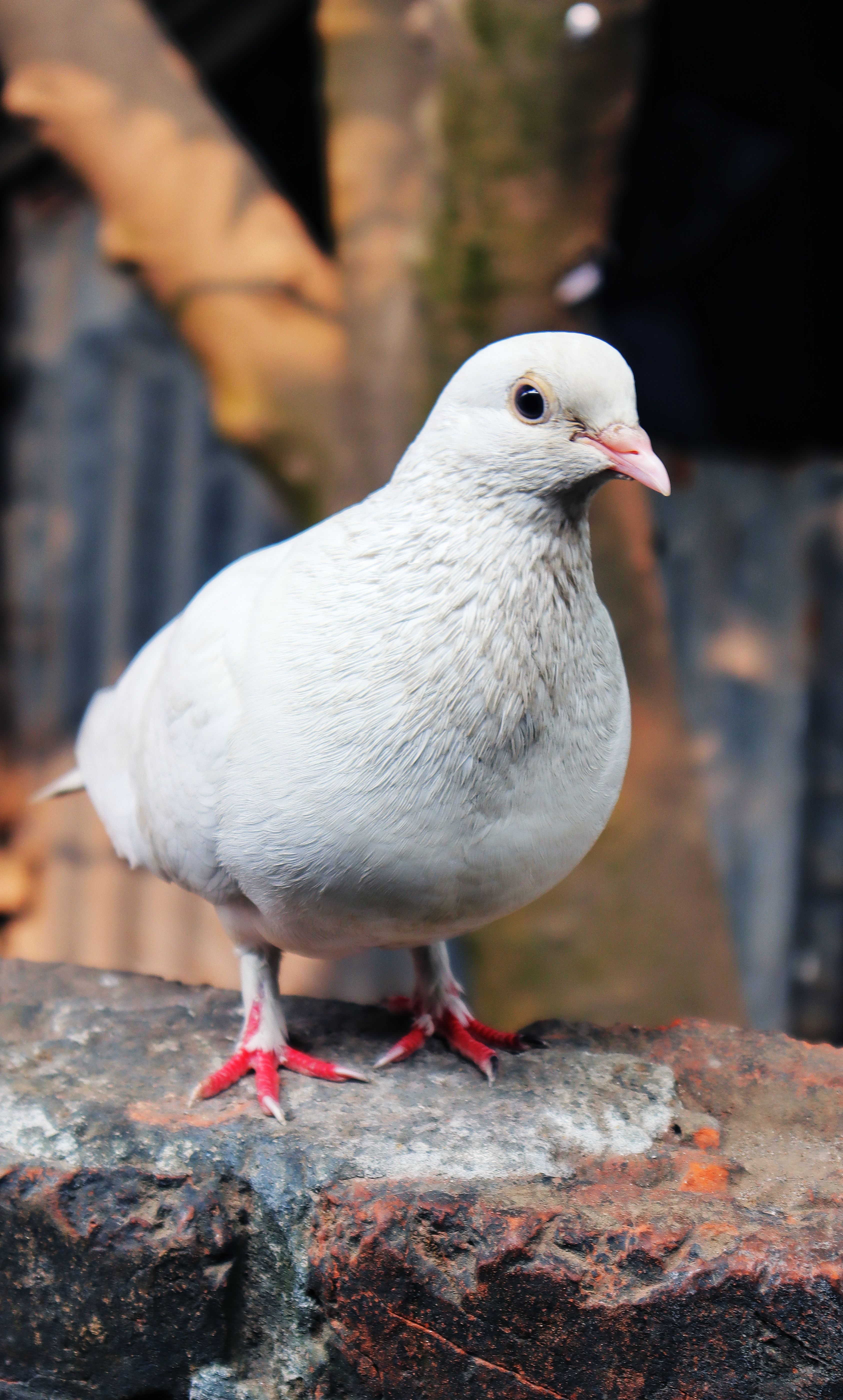 White Bird on Persons Hand · Free Stock Photo
