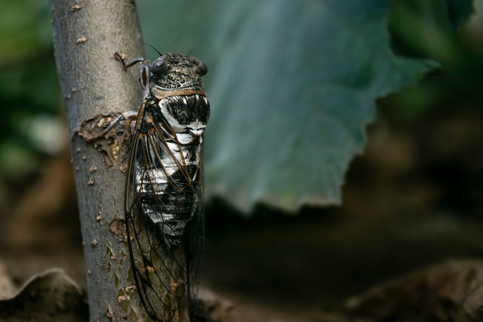 Cicada Tosena Albata Photos, Download The BEST Free Cicada Tosena ...