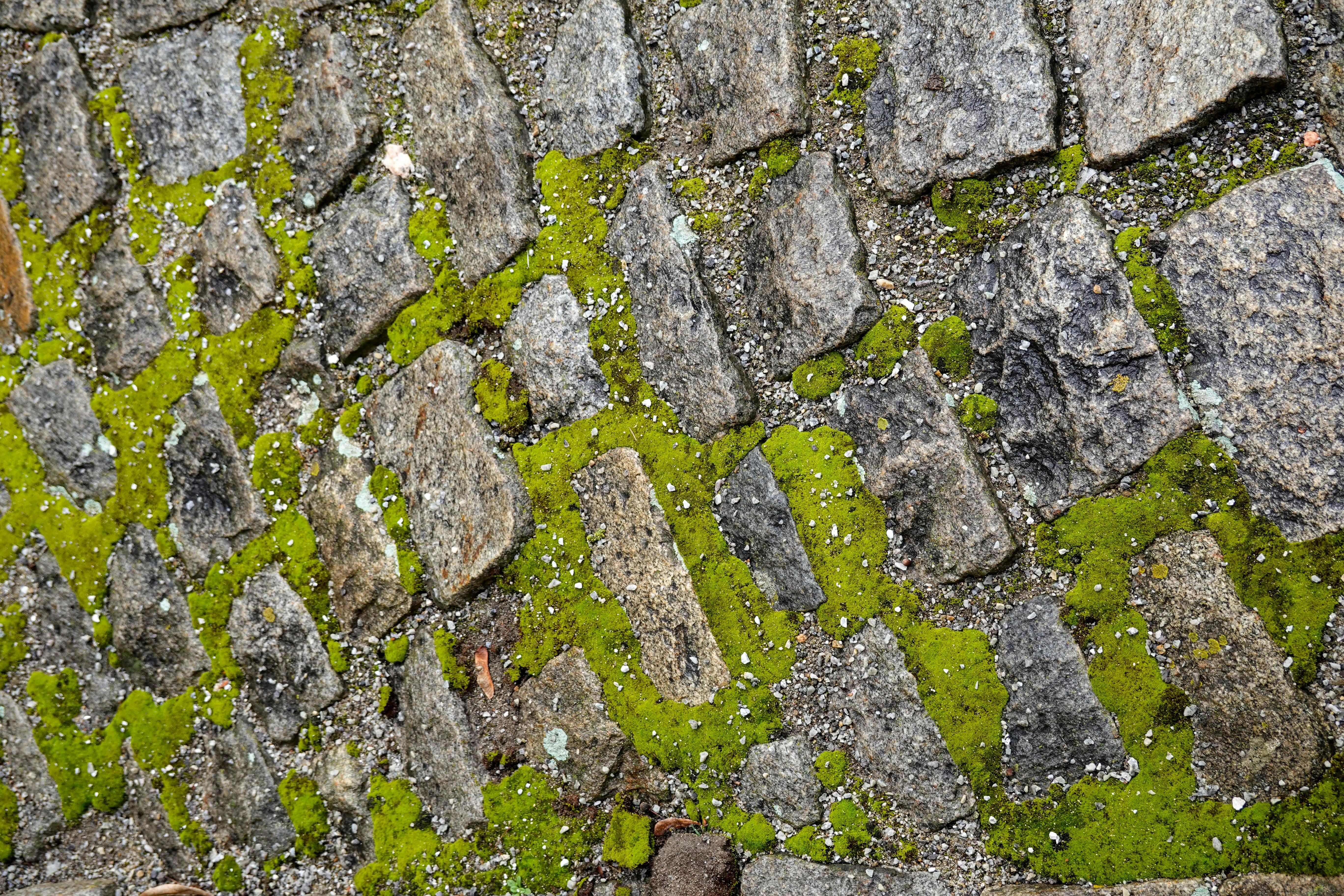 Close-up of a Pavement Overgrown with Moss · Free Stock Photo
