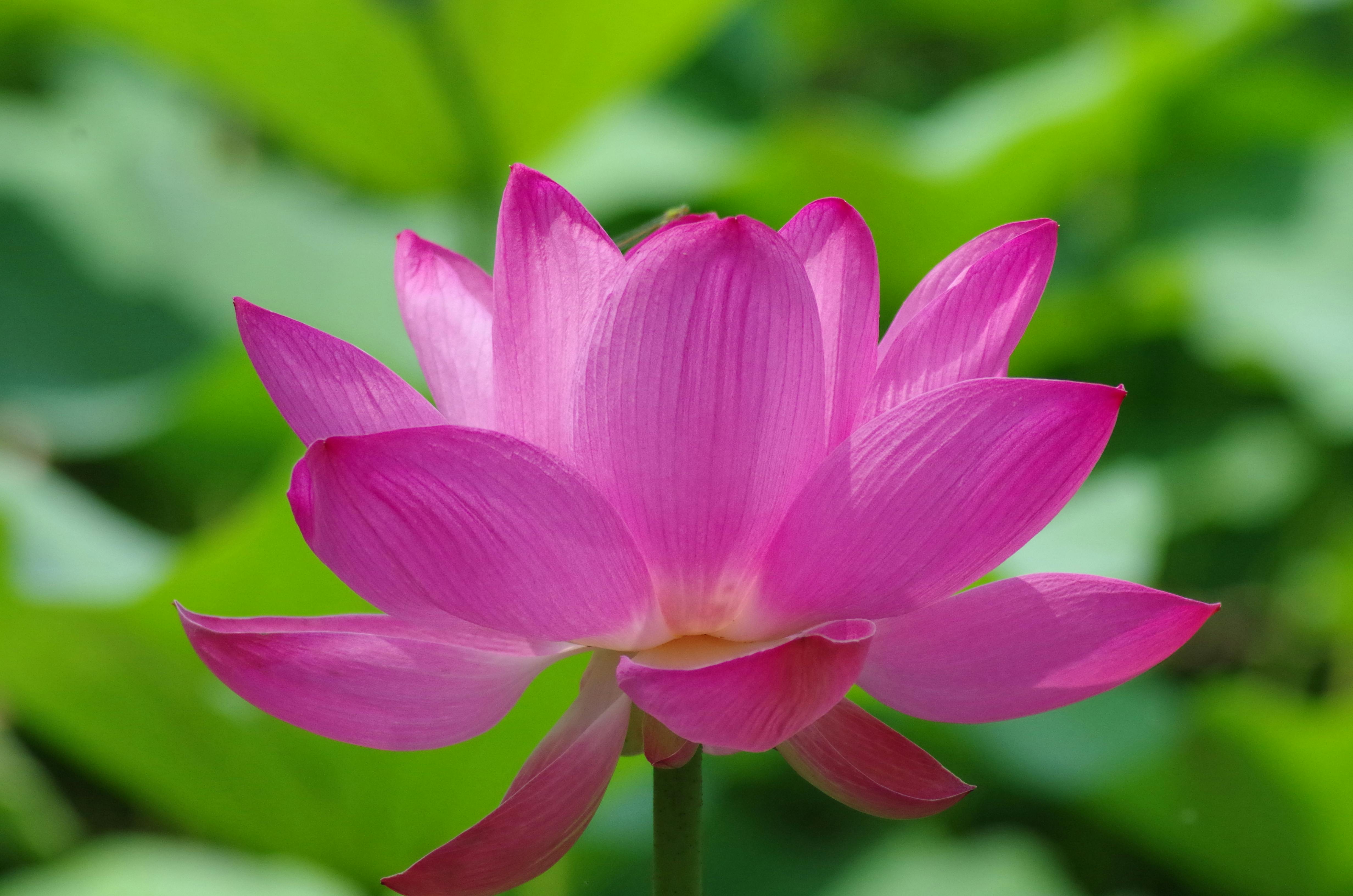 Plant Growth Photos, Download The BEST Free Plant Growth Stock Photos ...