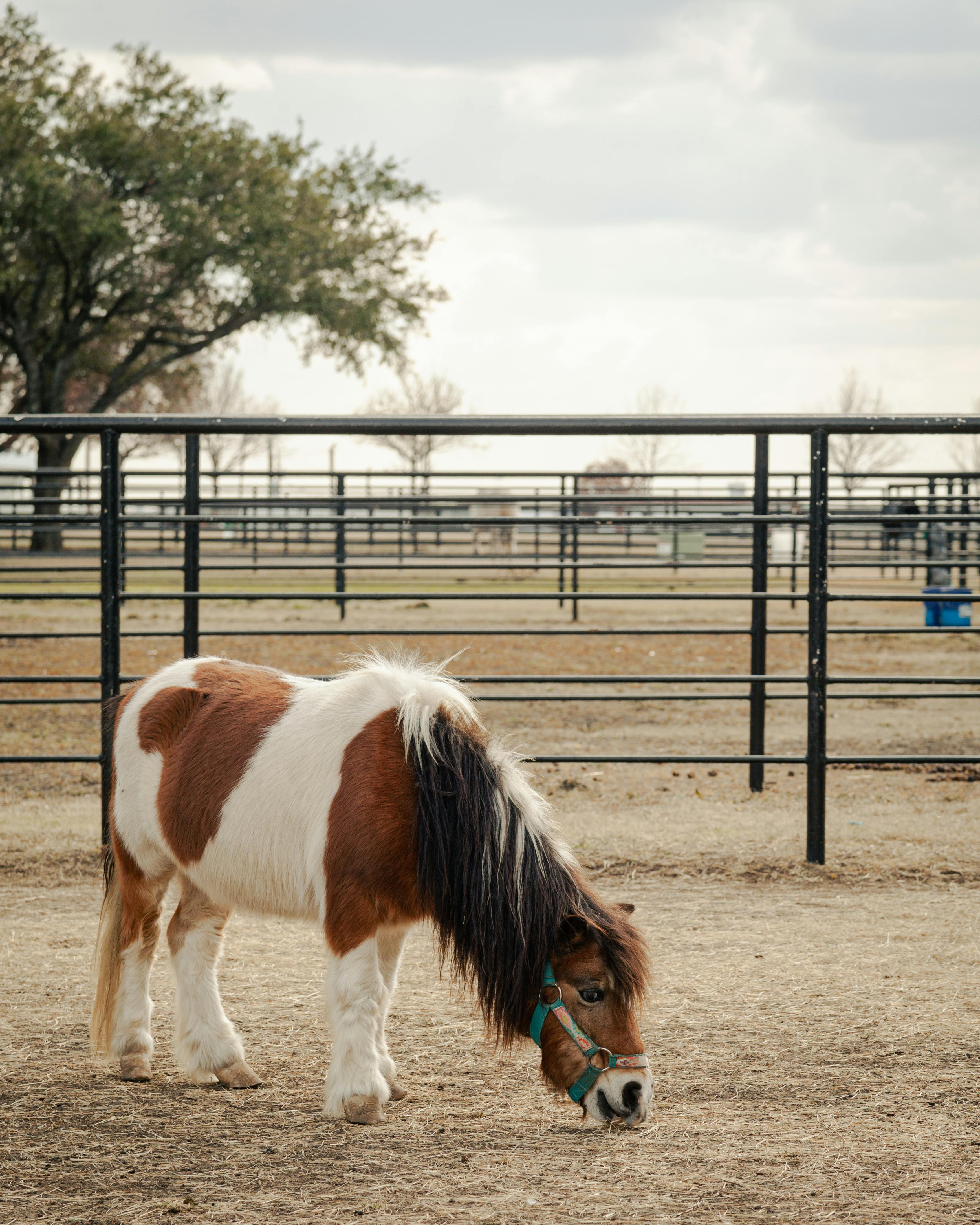 Pony in Corral · Free Stock Photo